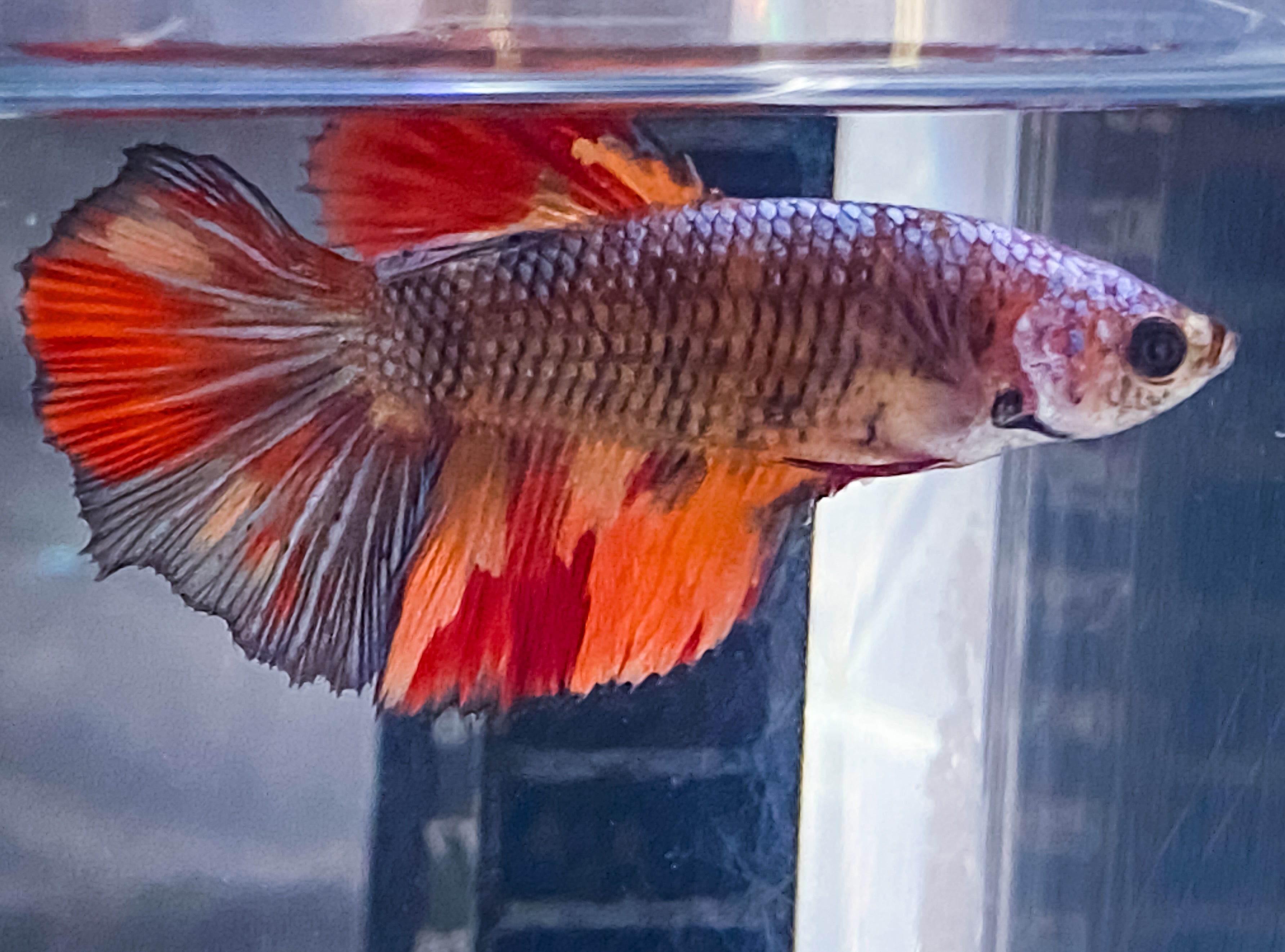 Nemo Halfmoon Female | Fancy Fishes