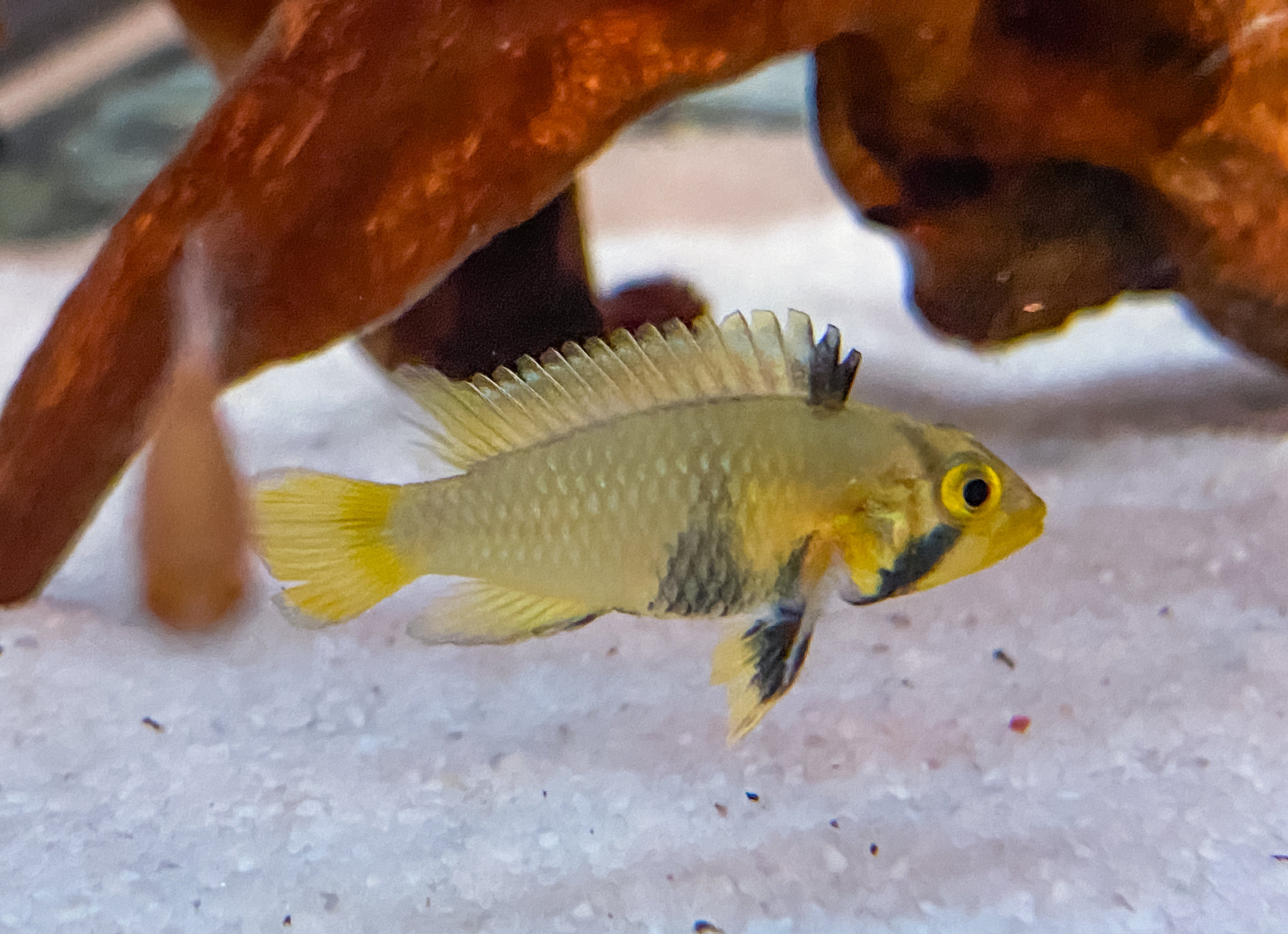 Apistogramma Panduro 5cm | Fancy Fishes