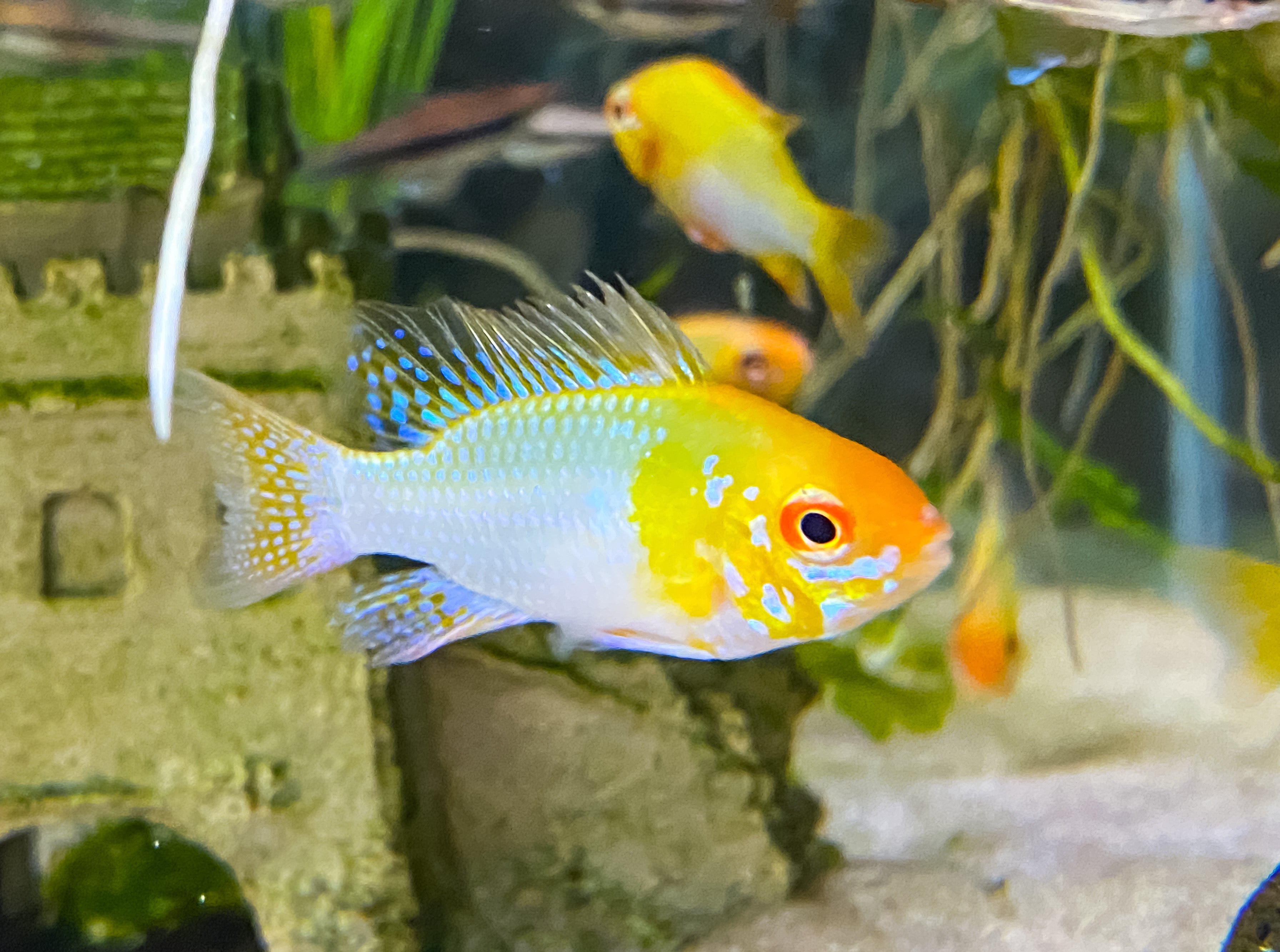 German Gold Ram | Fancy Fishes