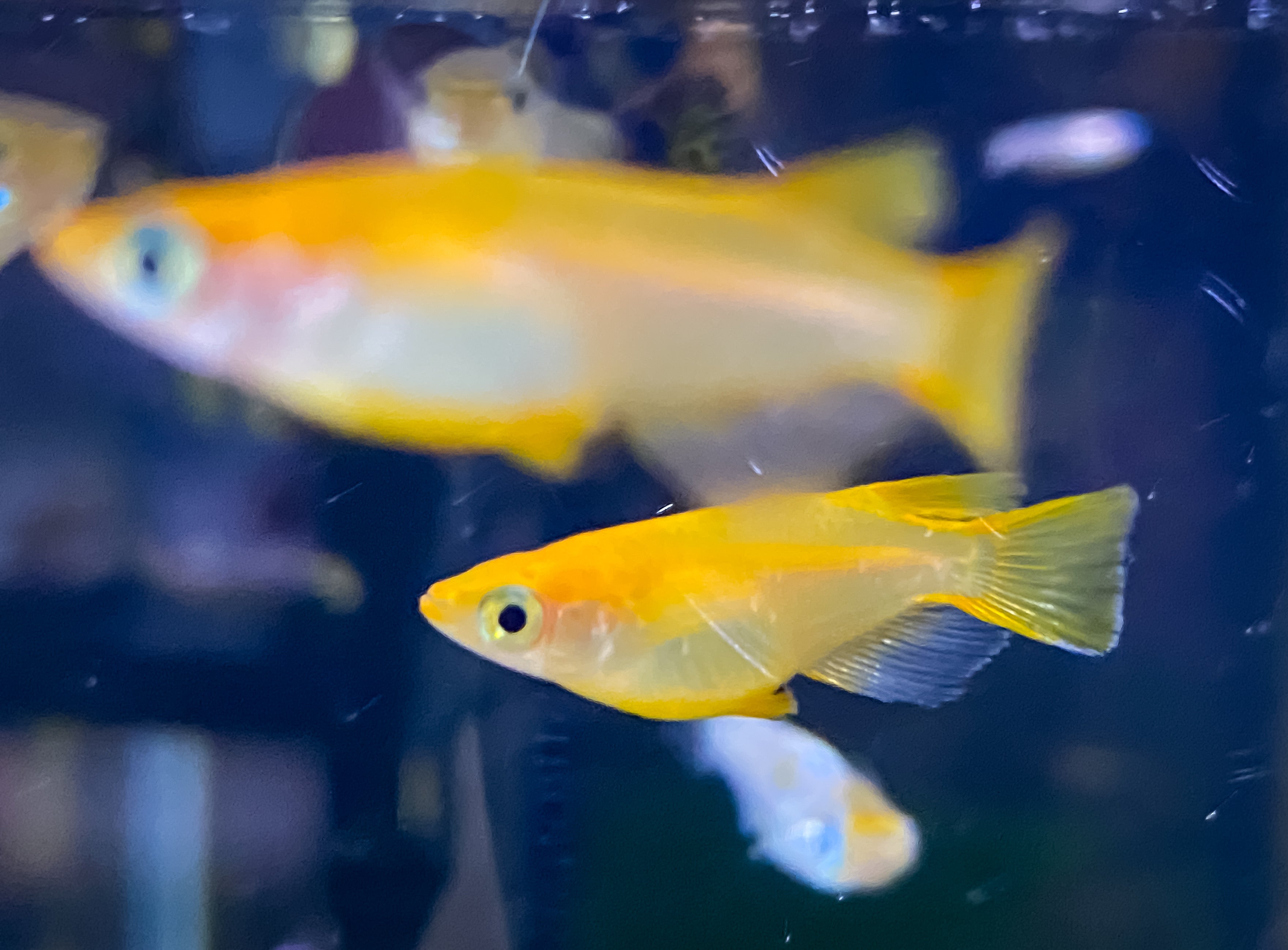 Sunrise Medaka Ricefish | Fancy Fishes