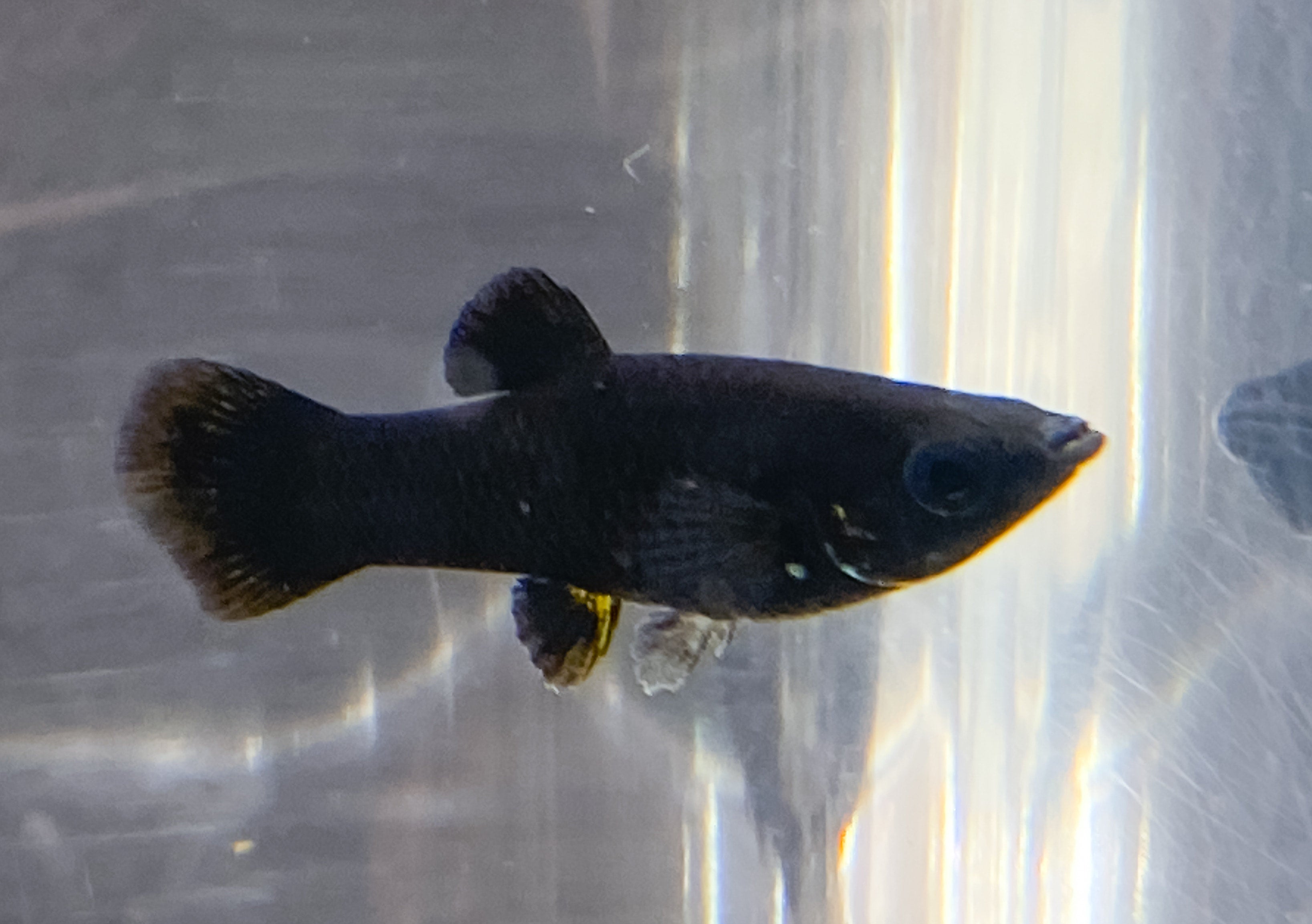 Mini Mollies | Fancy Fishes