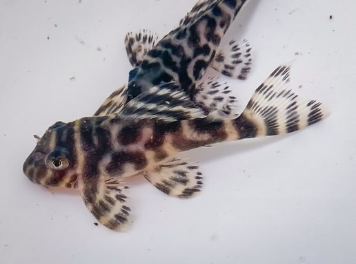 Fancy Fishes