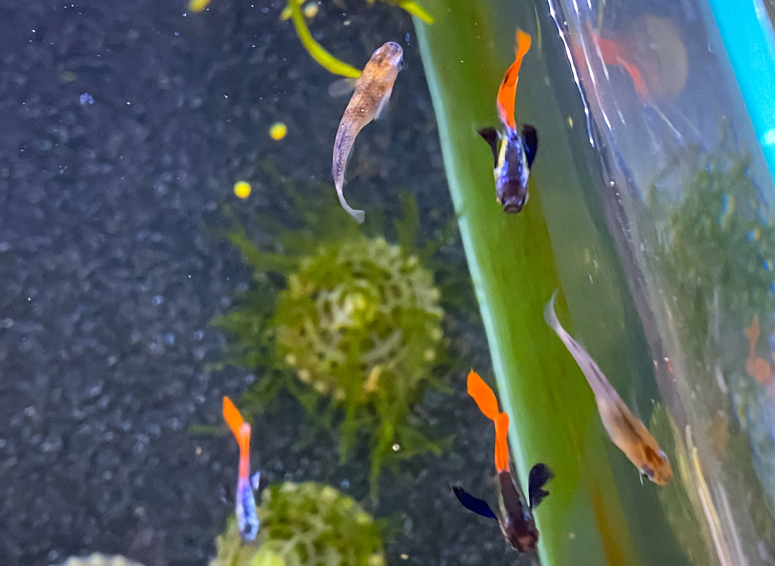 Community Aquarium Fish | Fancy Fishes