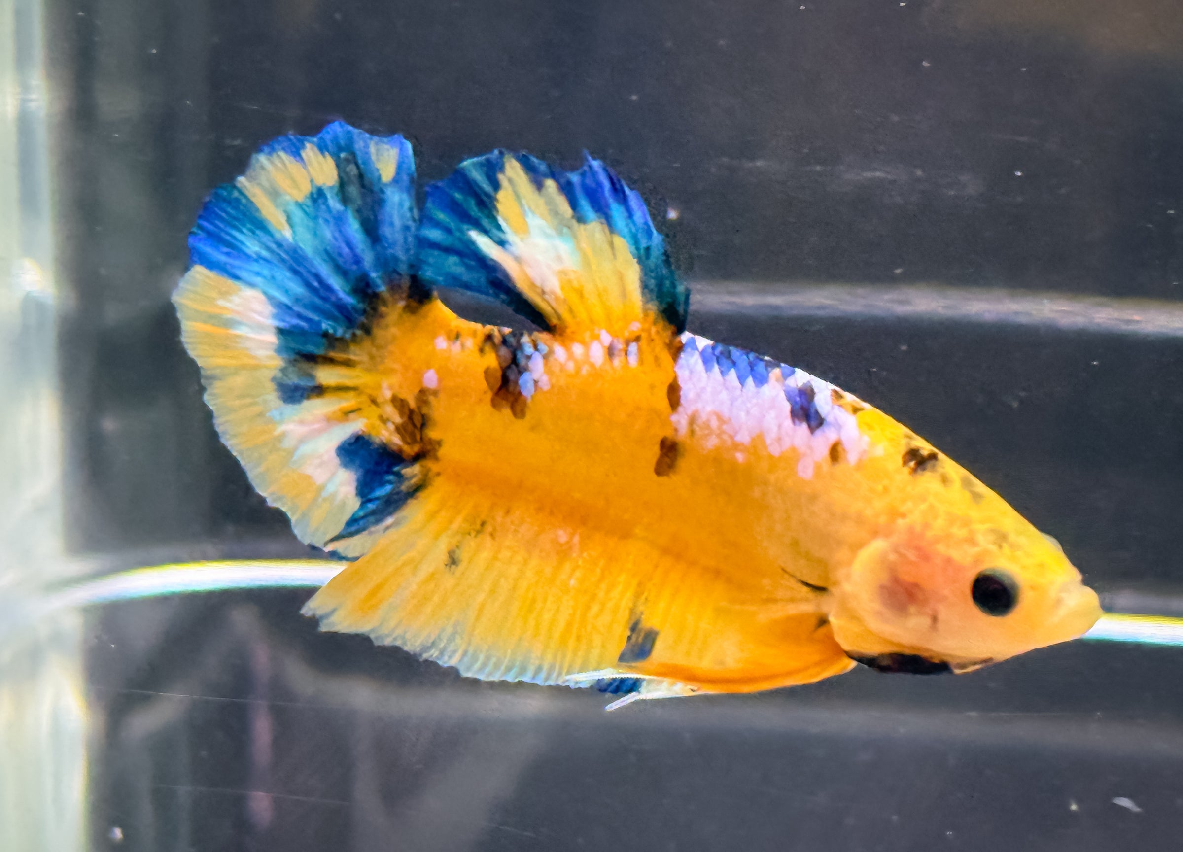 Fancy Fishes