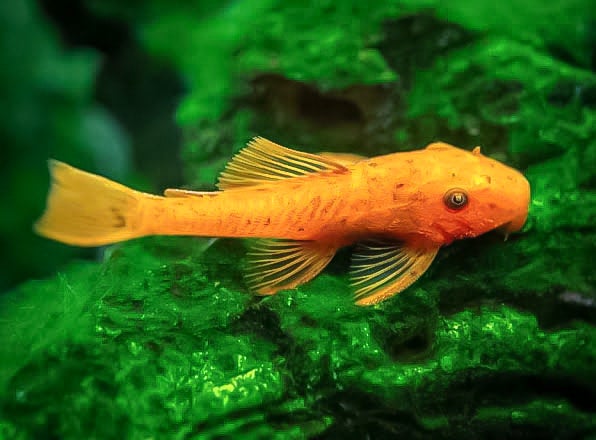 Super Red Bristlenose Pleco | Fancy Fishes