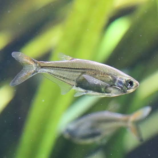 Glass Flying Barb | Fancy Fishes