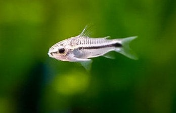 Corydora Pygmaeus (Pygmy Cory) - Adult Size | Fancy Fishes