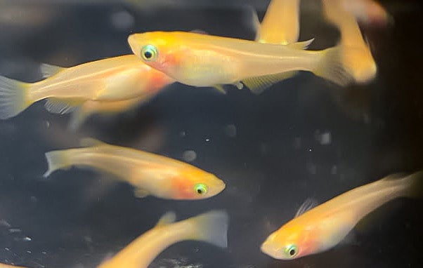 Japanese Medaka Rice Fish - Orange | Fancy Fishes