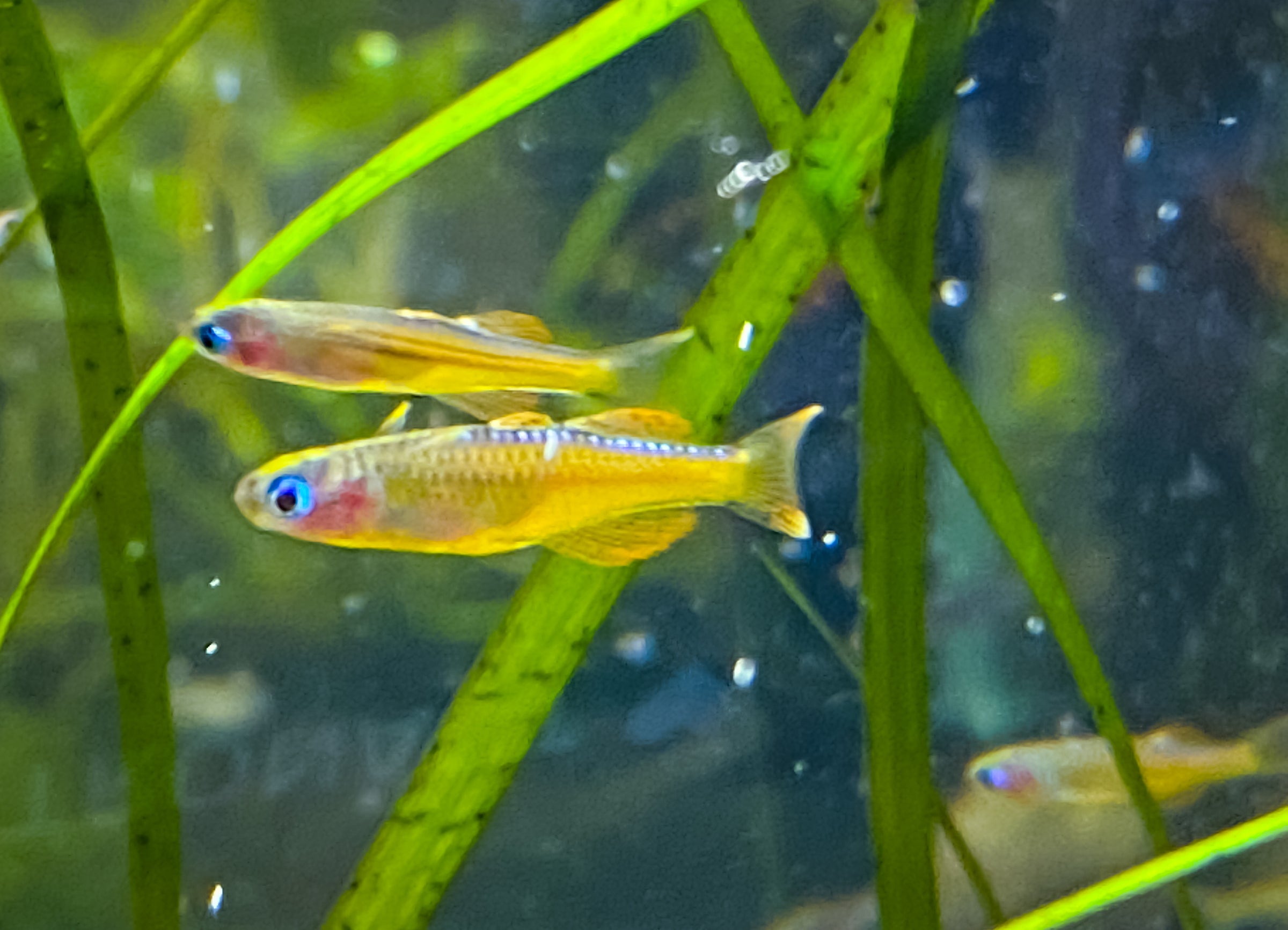 Red Neon Blue Eye Rainbowfish (Pseudomugil Luminatus) | Fancy Fishes