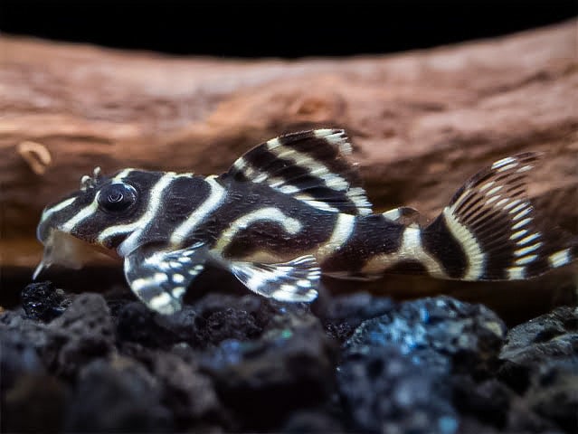 L333 King Tiger Pleco - Adult | Fancy Fishes