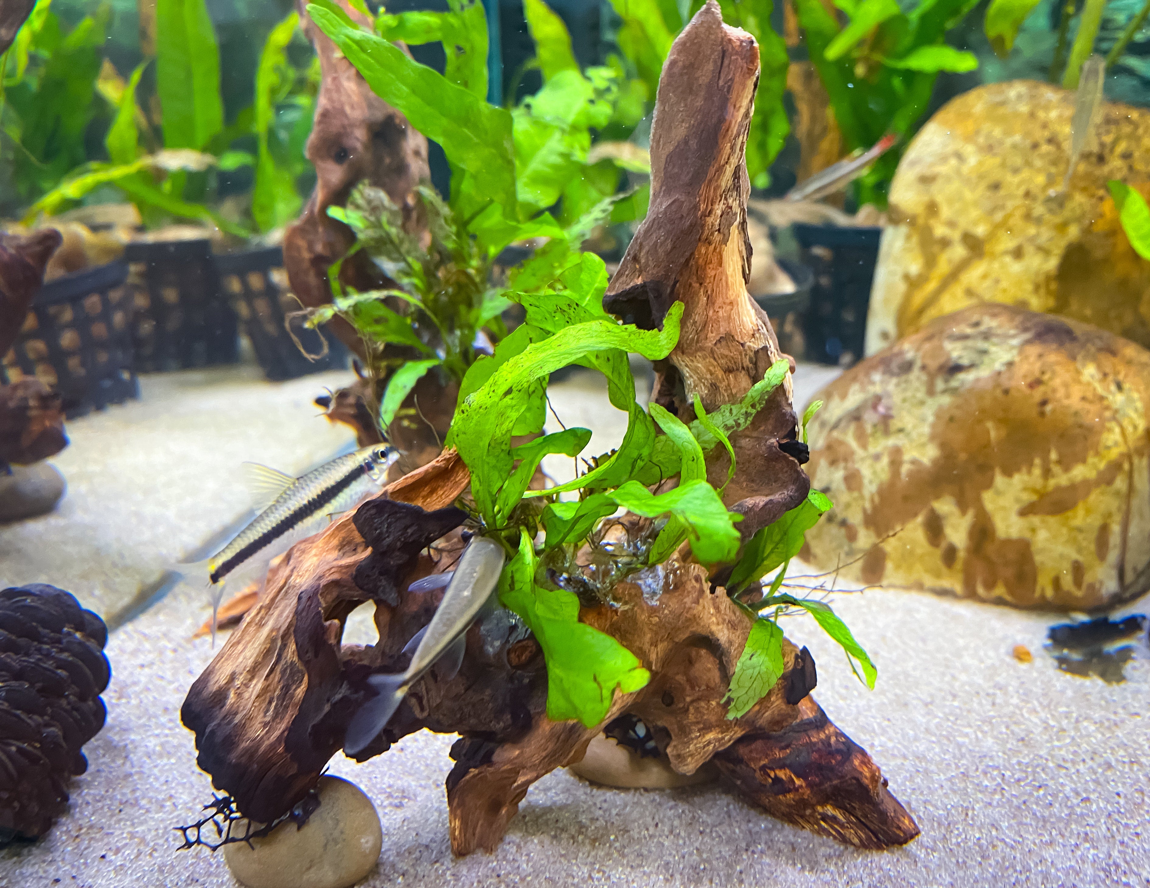 Java Fern on Driftwood | Fancy Fishes