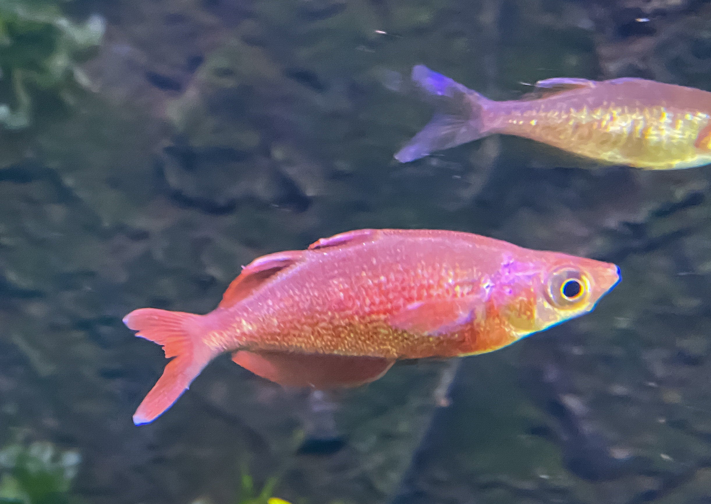 Red Rainbow Fish | Fancy Fishes