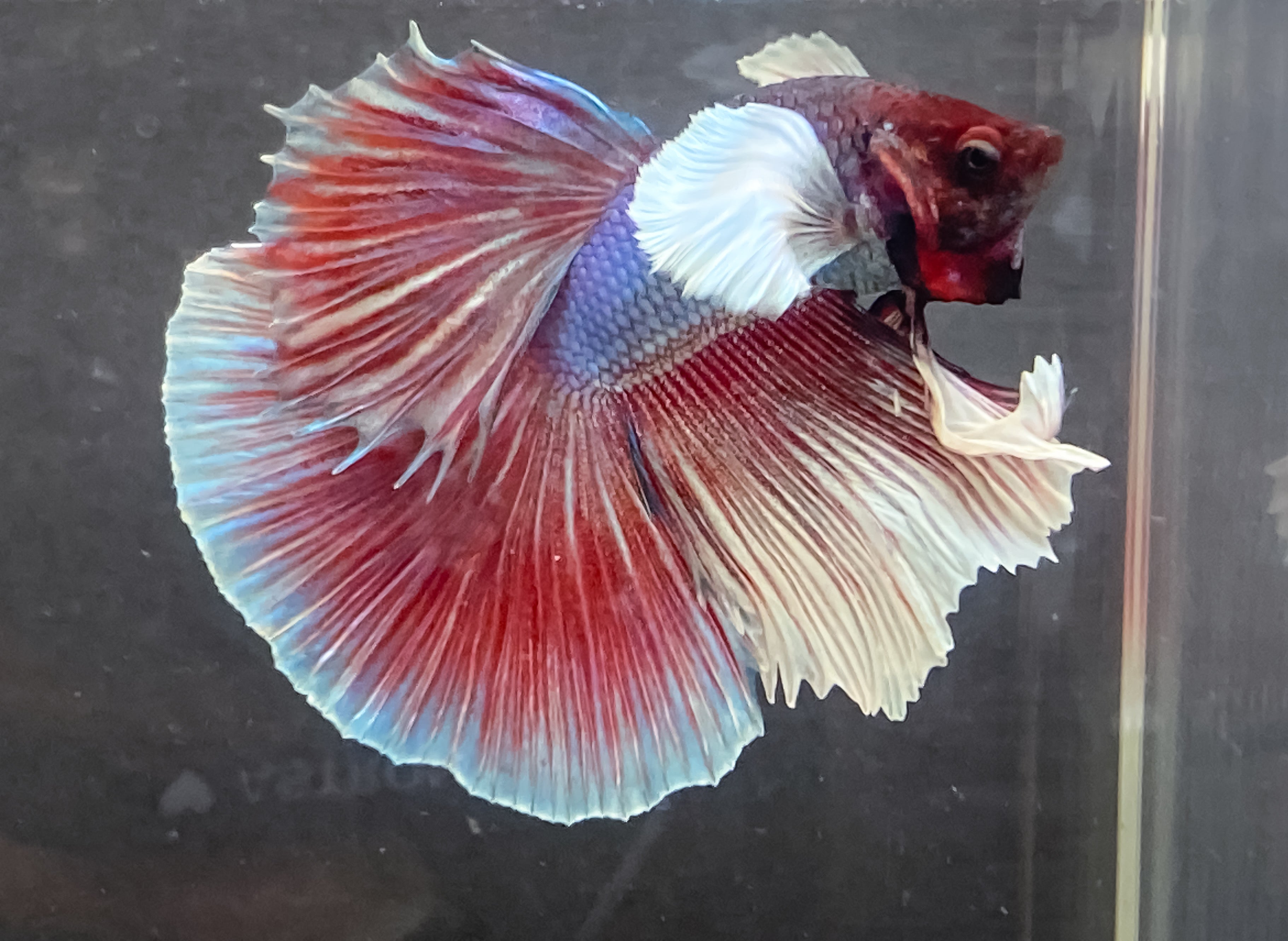 Red Dumbo Delta Male | Fancy Fishes