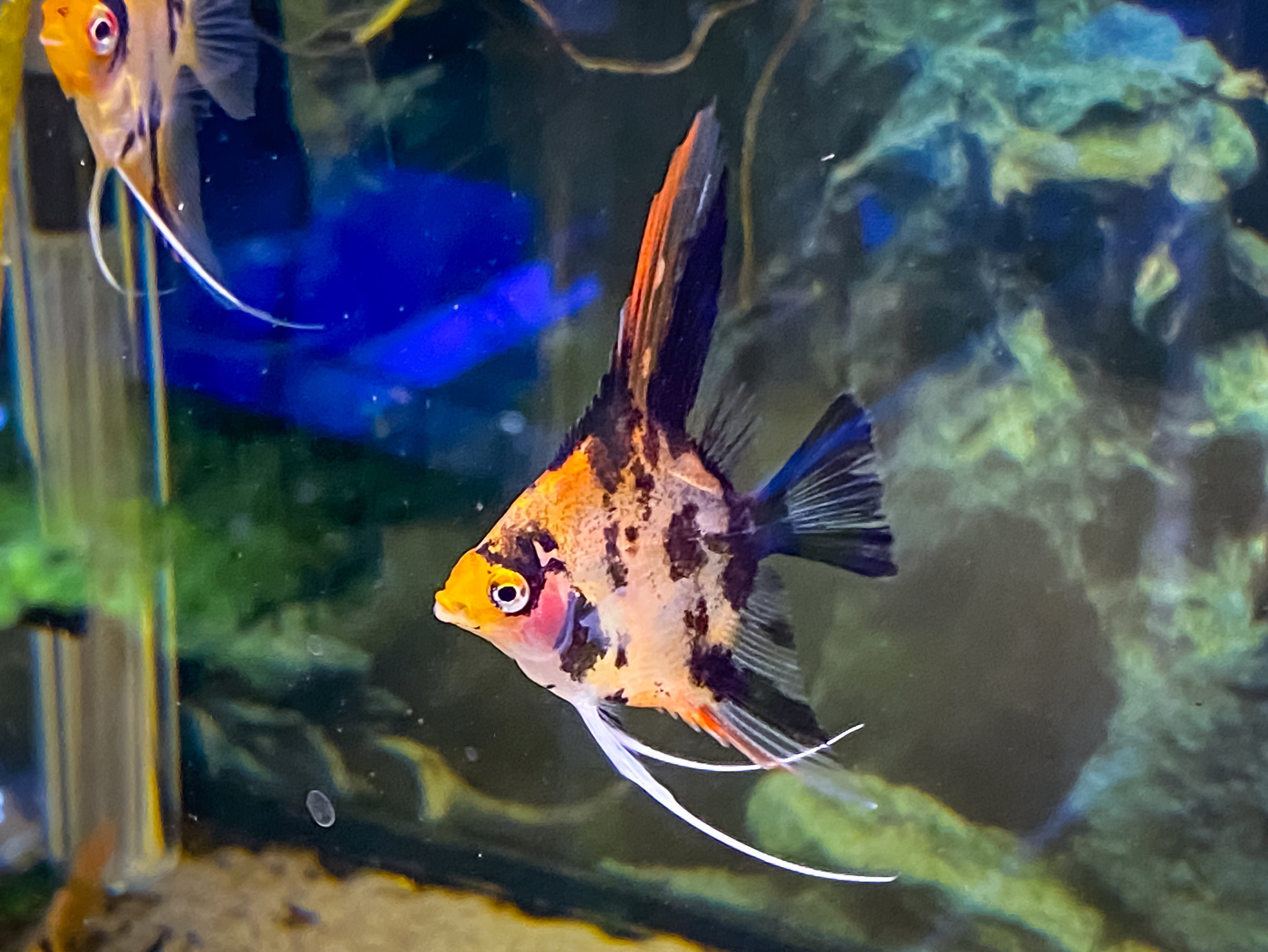 german red devil angelfish