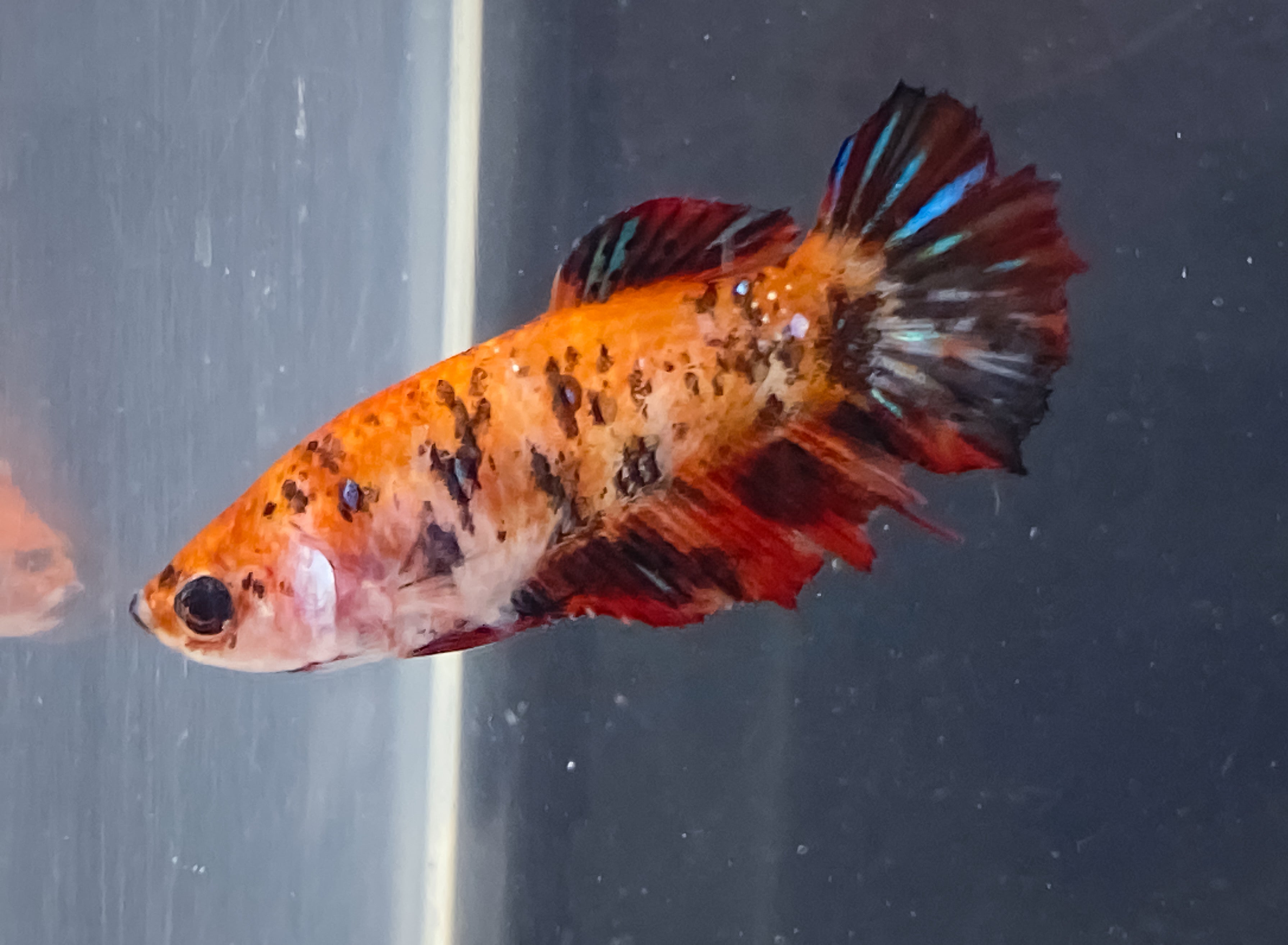 Nemo Koi HMPK Female | Fancy Fishes