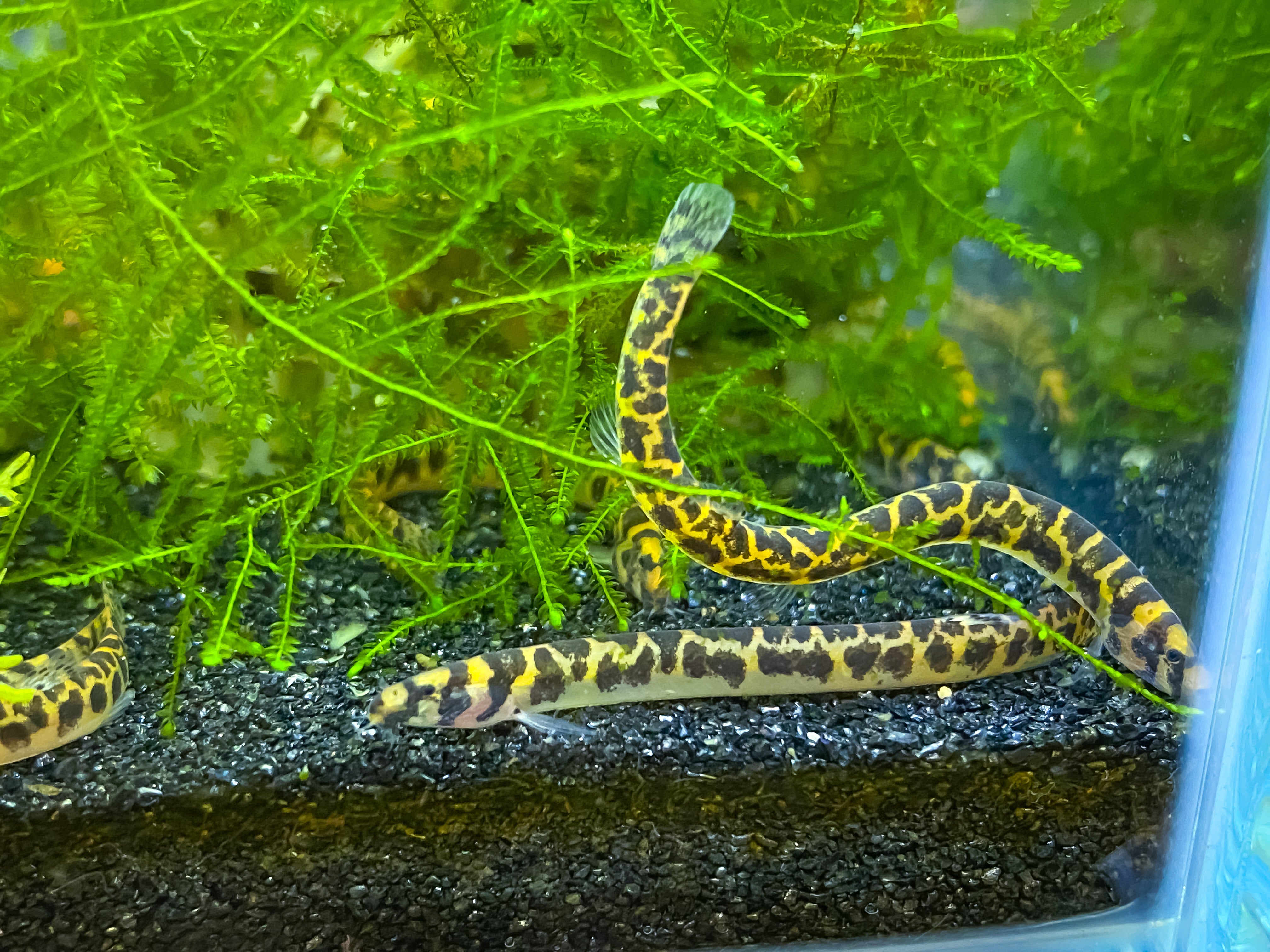 Leopard Kuhli Loach (Pangio Shelfordi) | Fancy Fishes