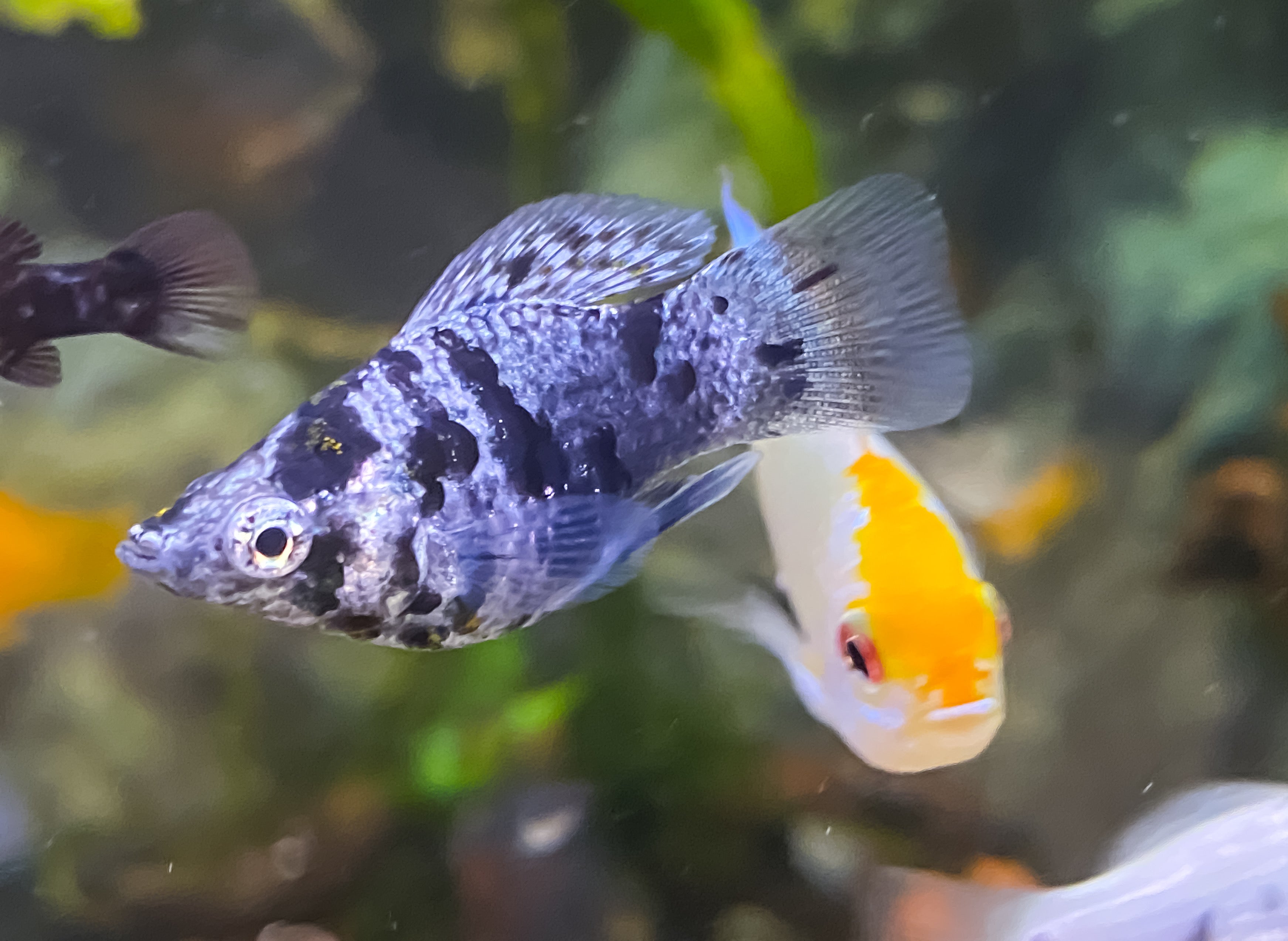 Dalmatian Balloon Molly | Fancy Fishes