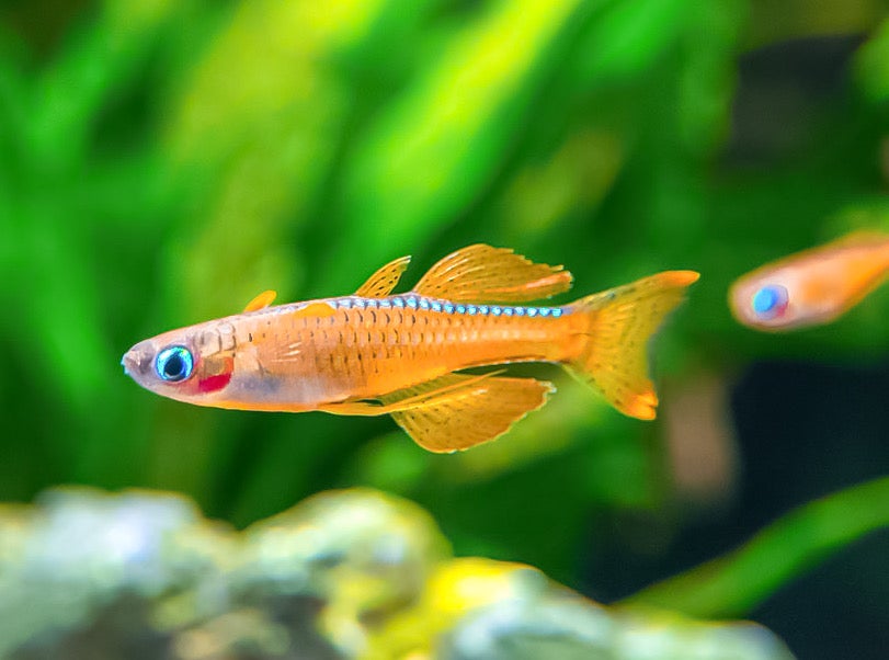 Red Neon Blue Eye Rainbowfish (Pseudomugil Luminatus) | Fancy Fishes