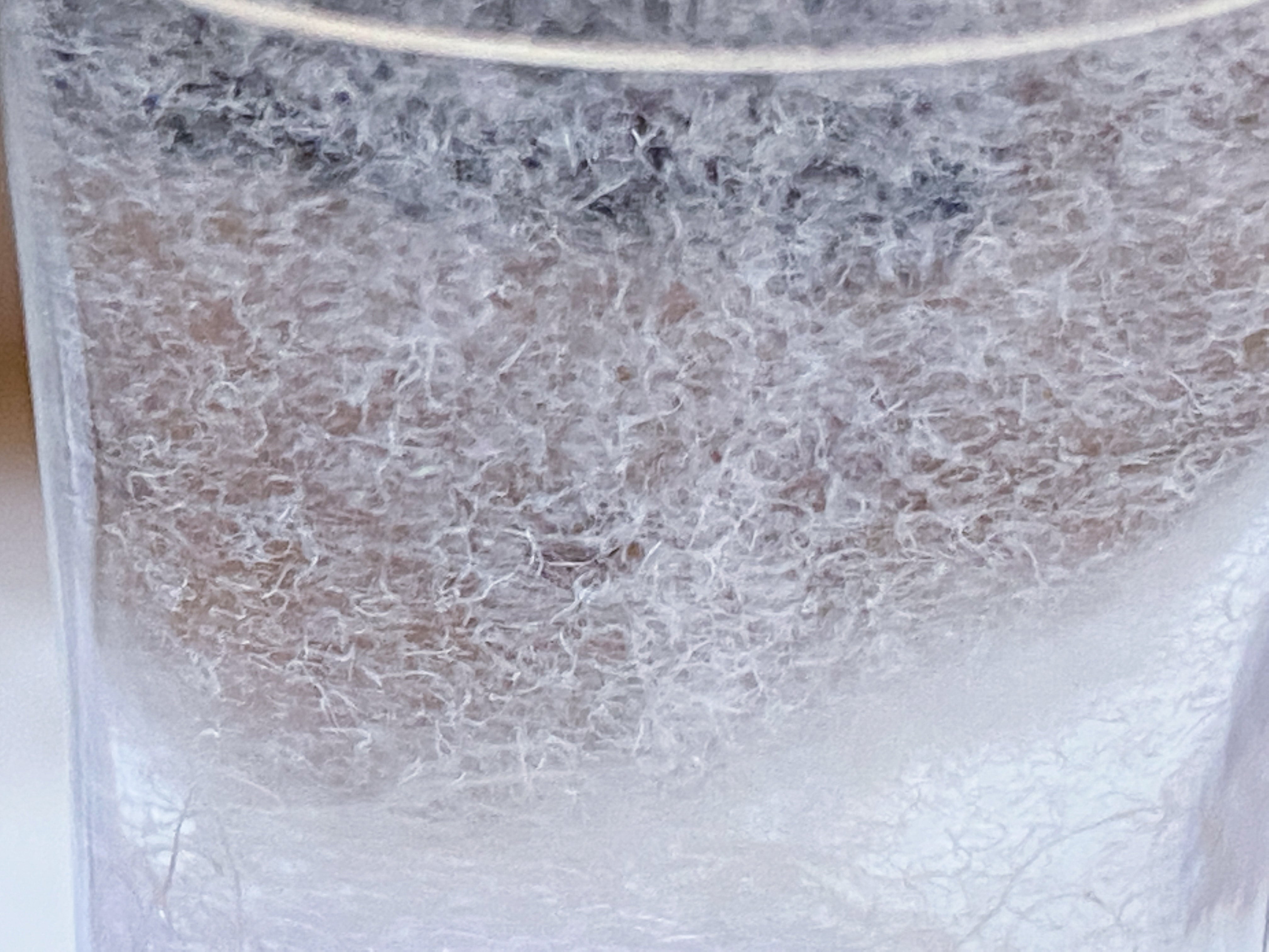 Vinegar Eels | Fancy Fishes