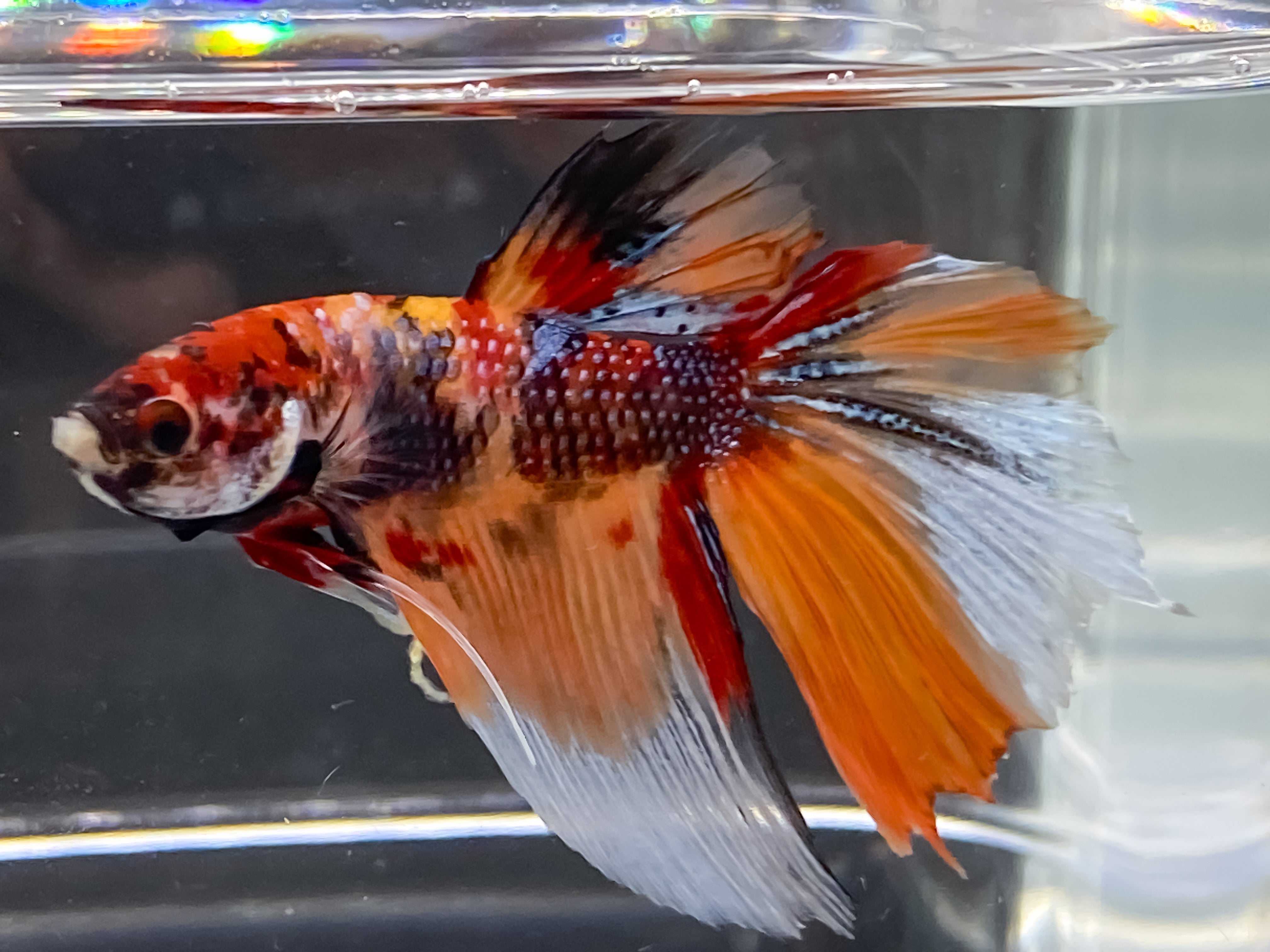 Nemo Koi Delta Male | Fancy Fishes