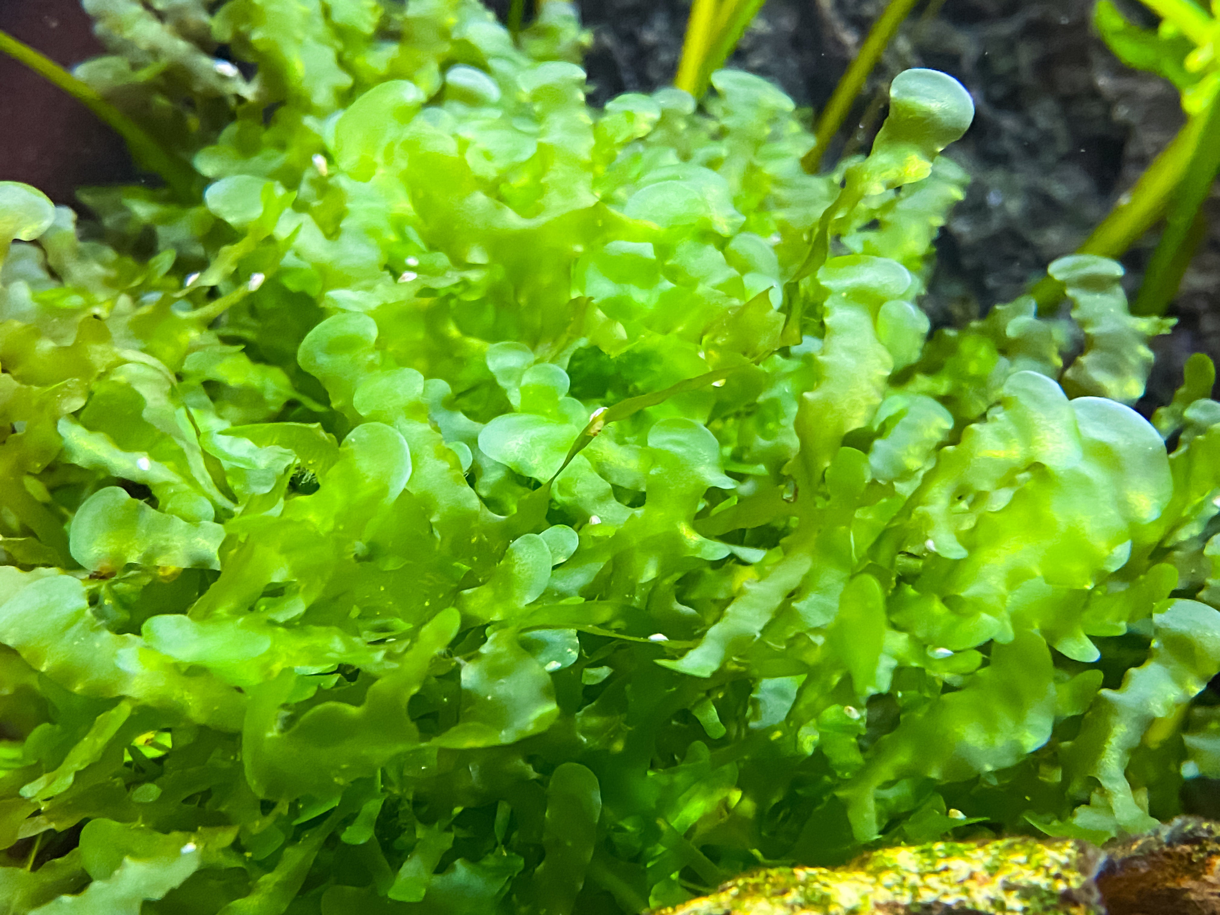 Pelia Moss | Fancy Fishes