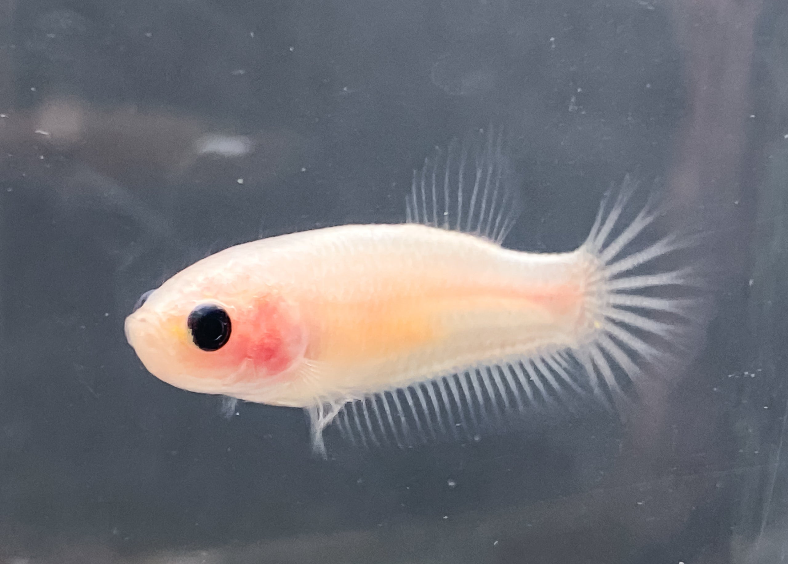 Cellophane HMPK Female | Fancy Fishes