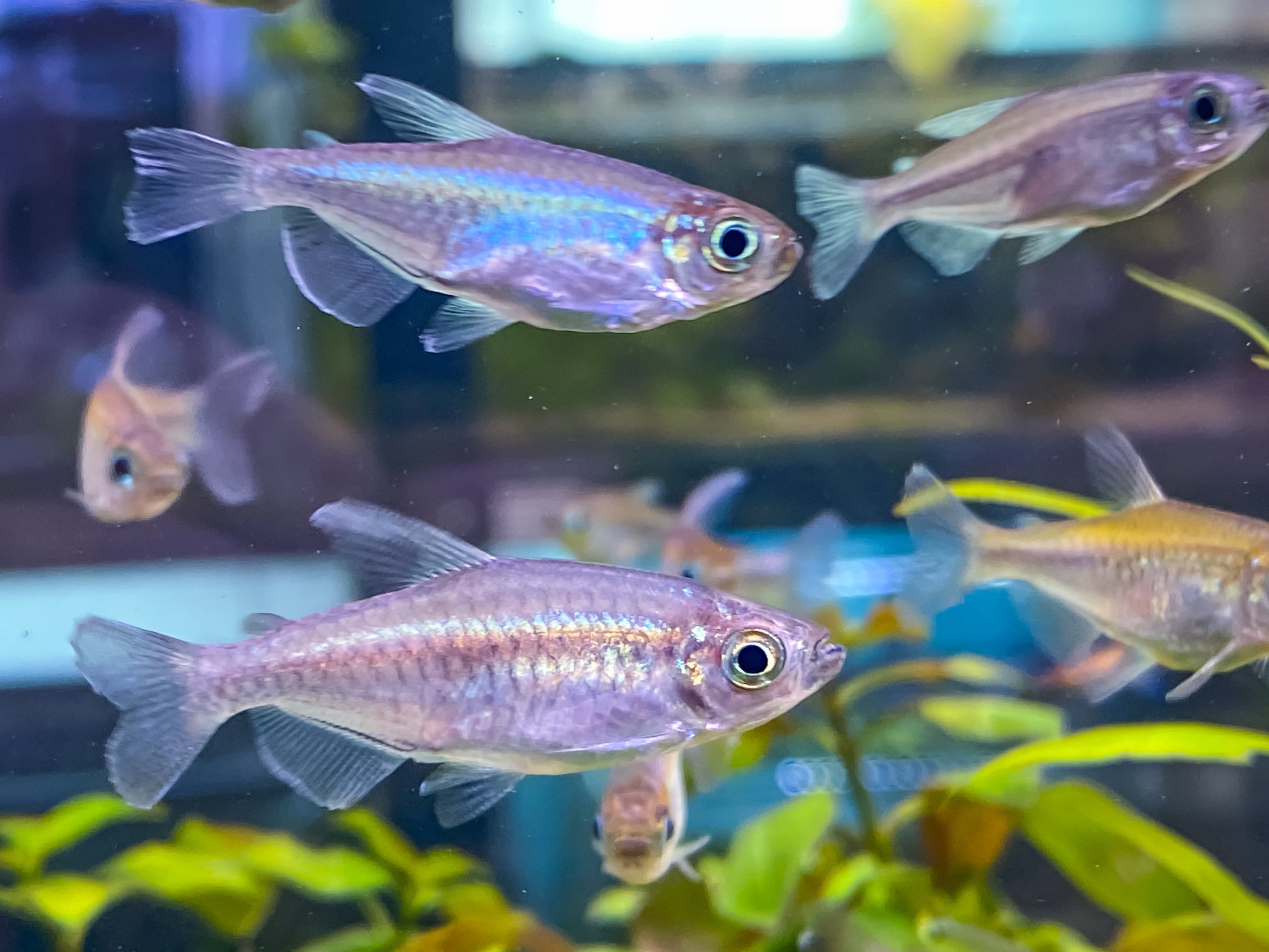 Congo Tetra | Fancy Fishes