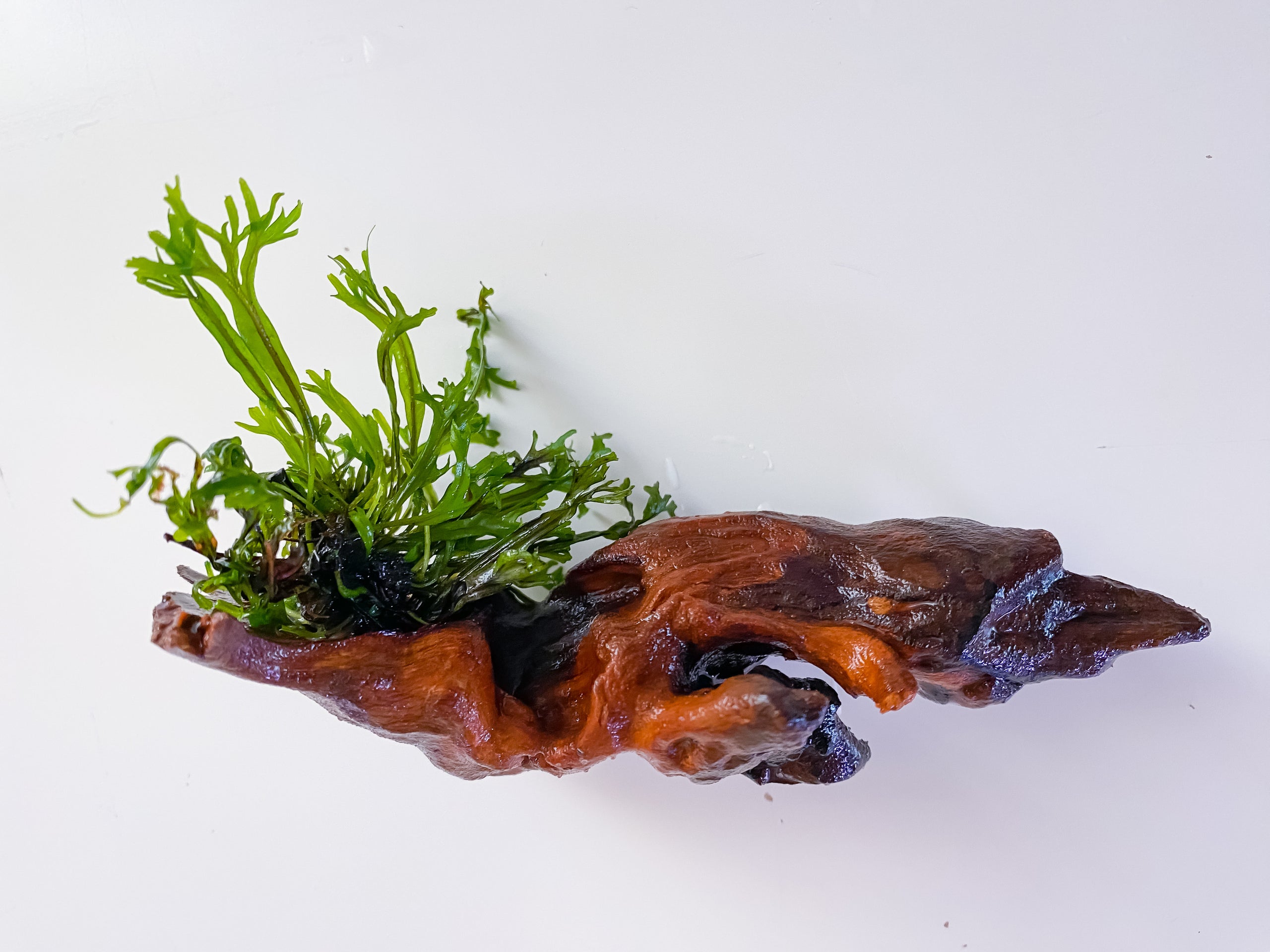 Java Fern Windelov on Driftwood | Fancy Fishes