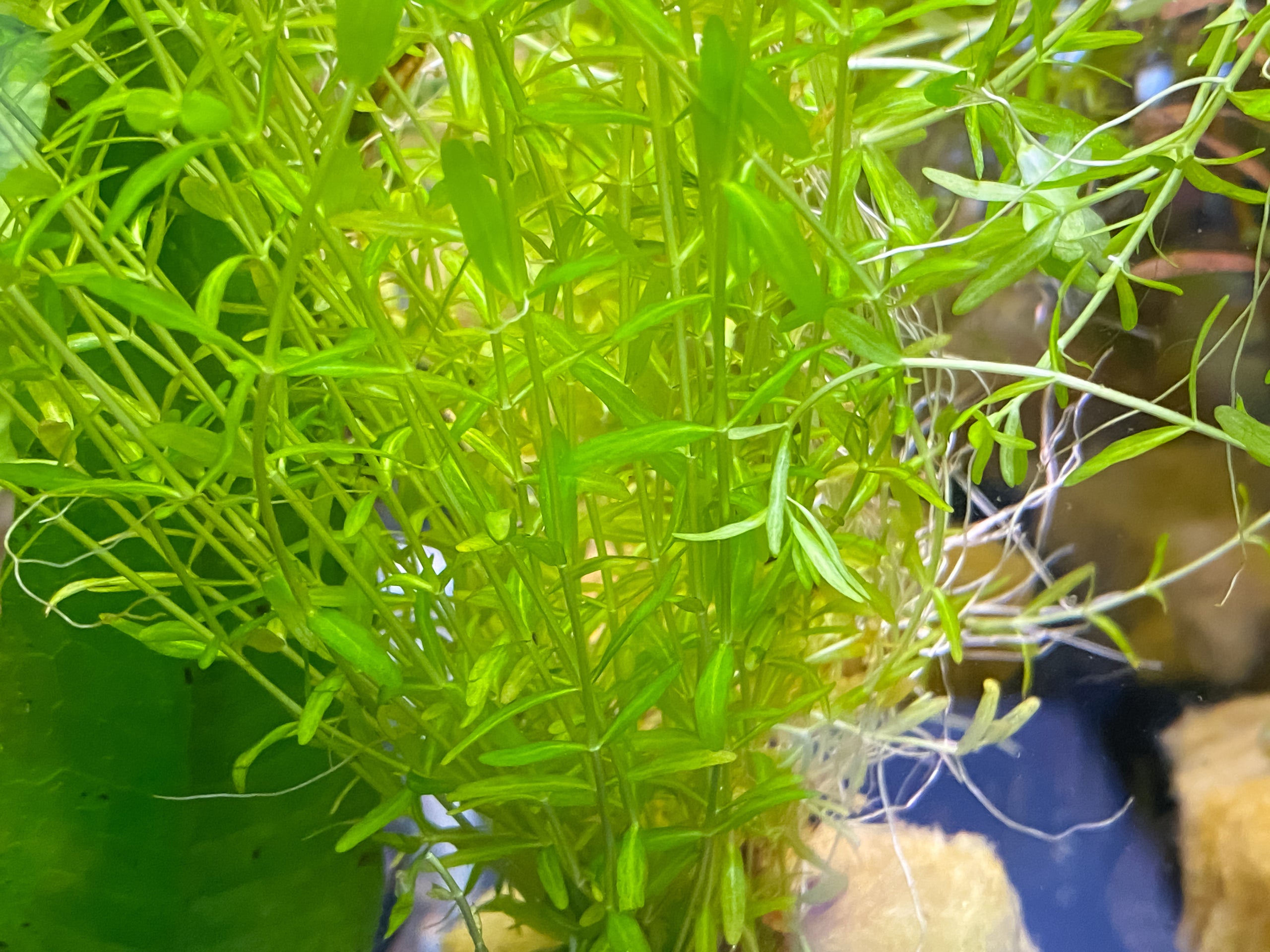 Micranthemum Micranthemoides (Pearl Grass) | Fancy Fishes