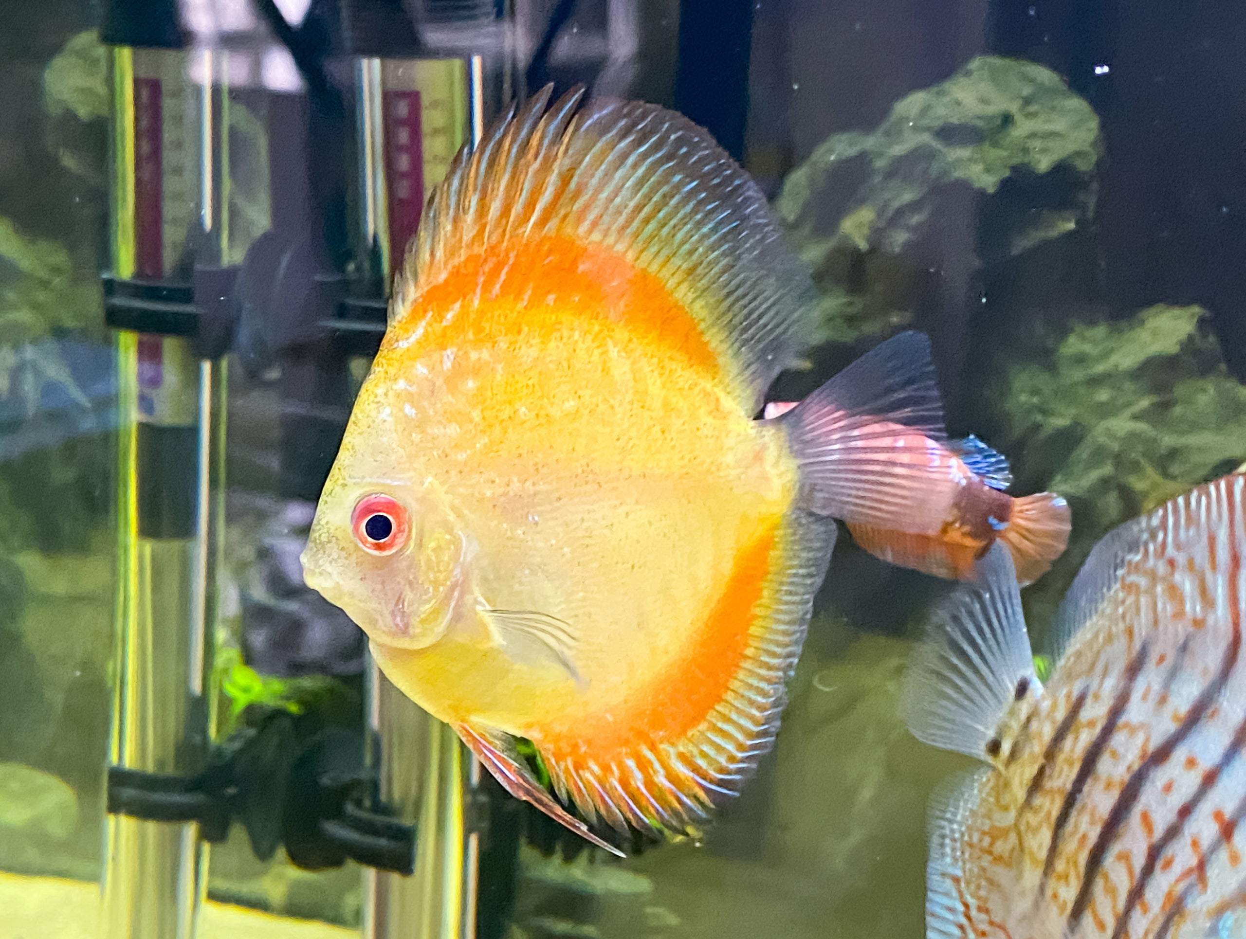Orange Melon Discus | Fancy Fishes