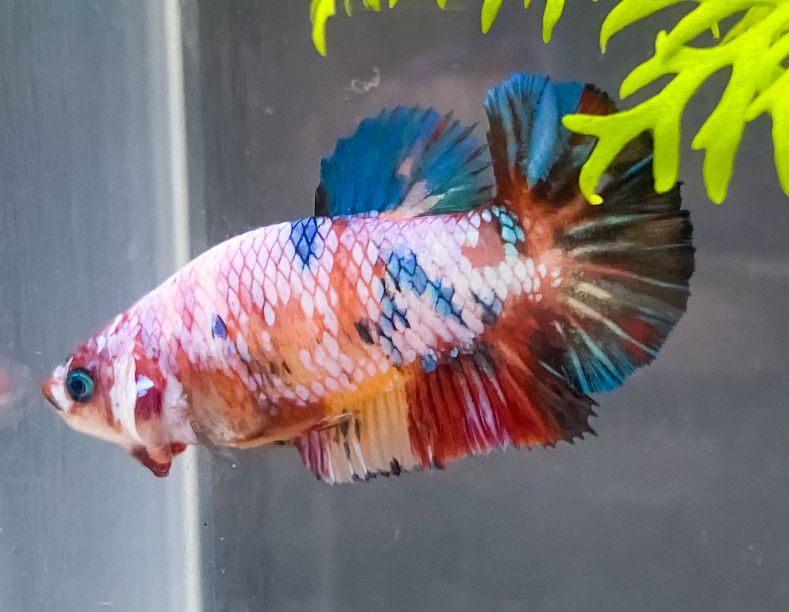 Candy HMPK Female | Fancy Fishes