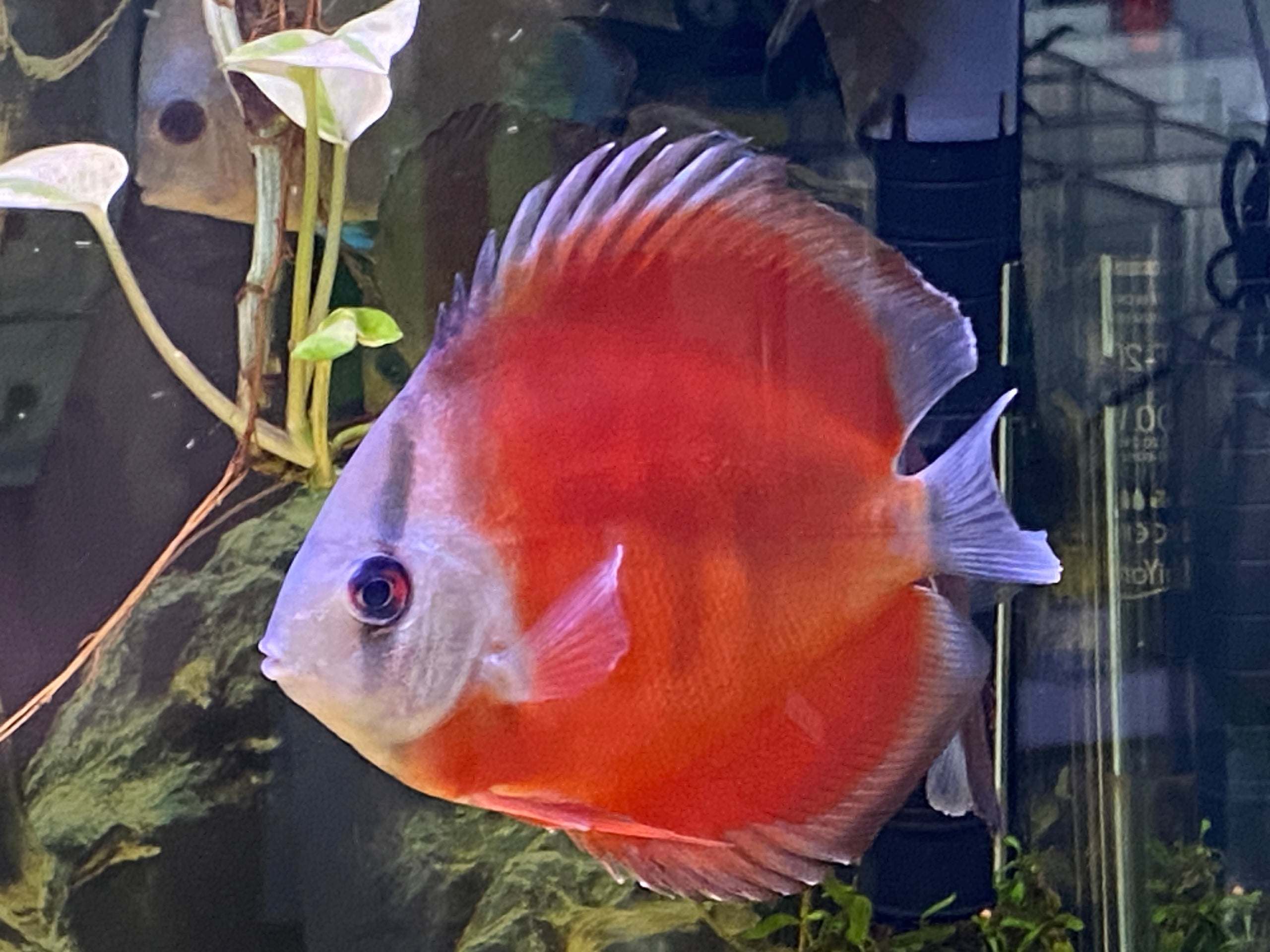 Red Rose Discus | Fancy Fishes