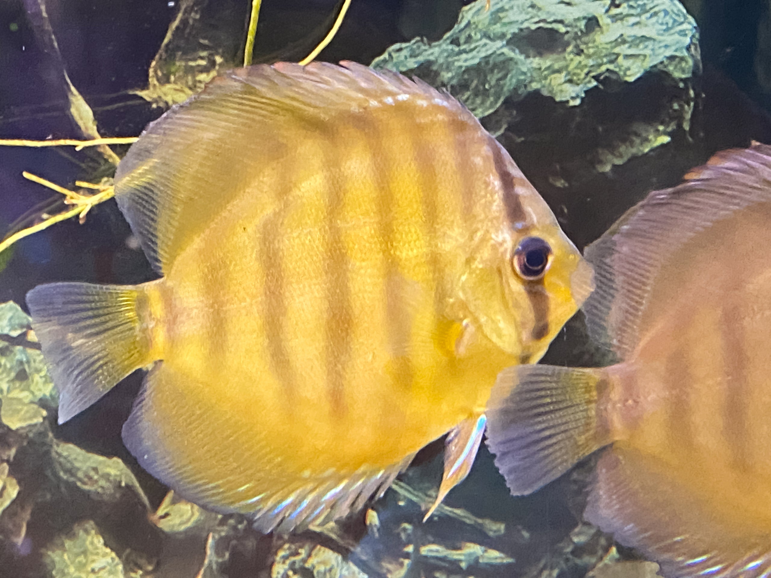 Yellow Alenquer Discus | Fancy Fishes