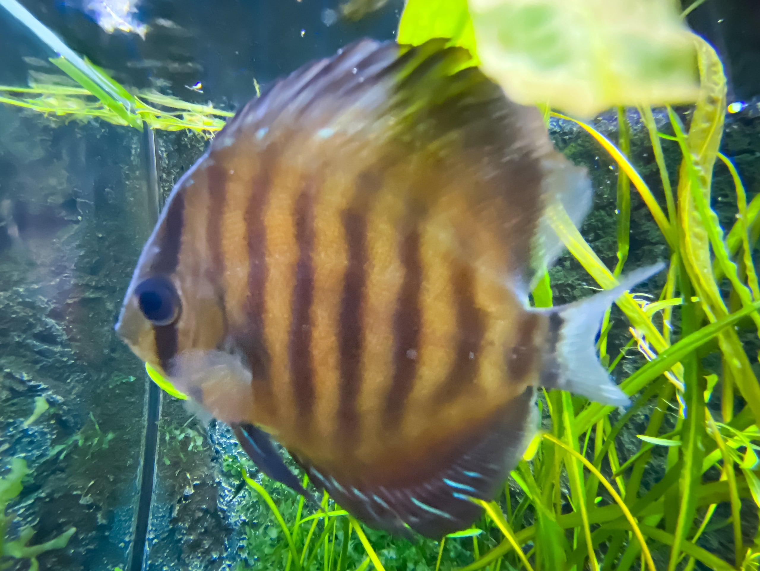 Yellow Alenquer Discus 8cm | Fancy Fishes