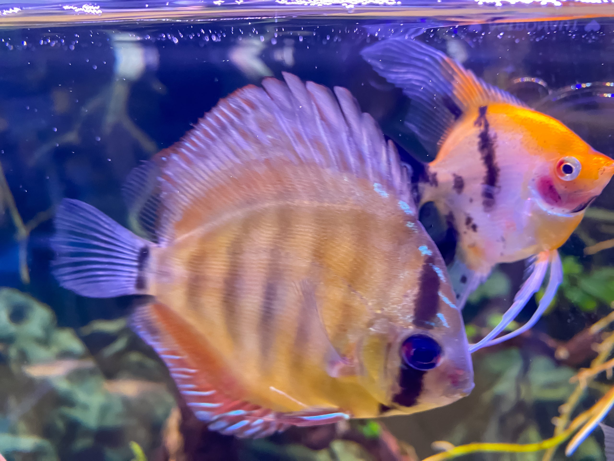 Yellow Alenquer Discus 8cm | Fancy Fishes