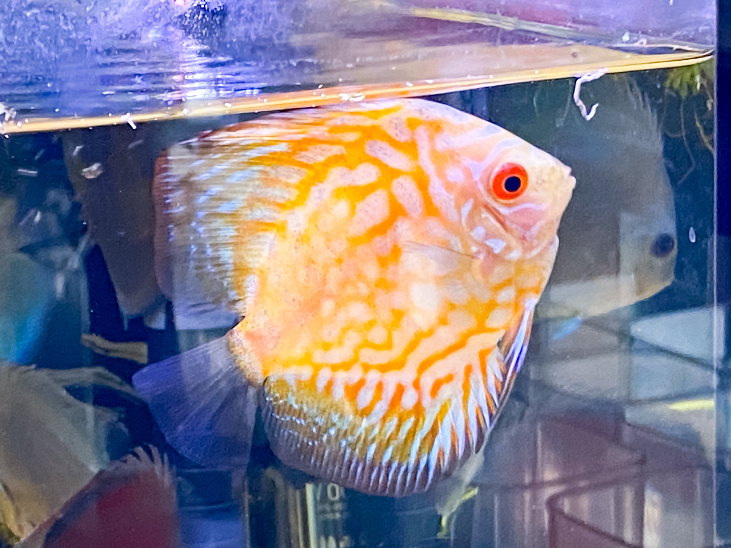 Golden Yellow Pigeon Checkerboard Discus 12cm | Fancy Fishes