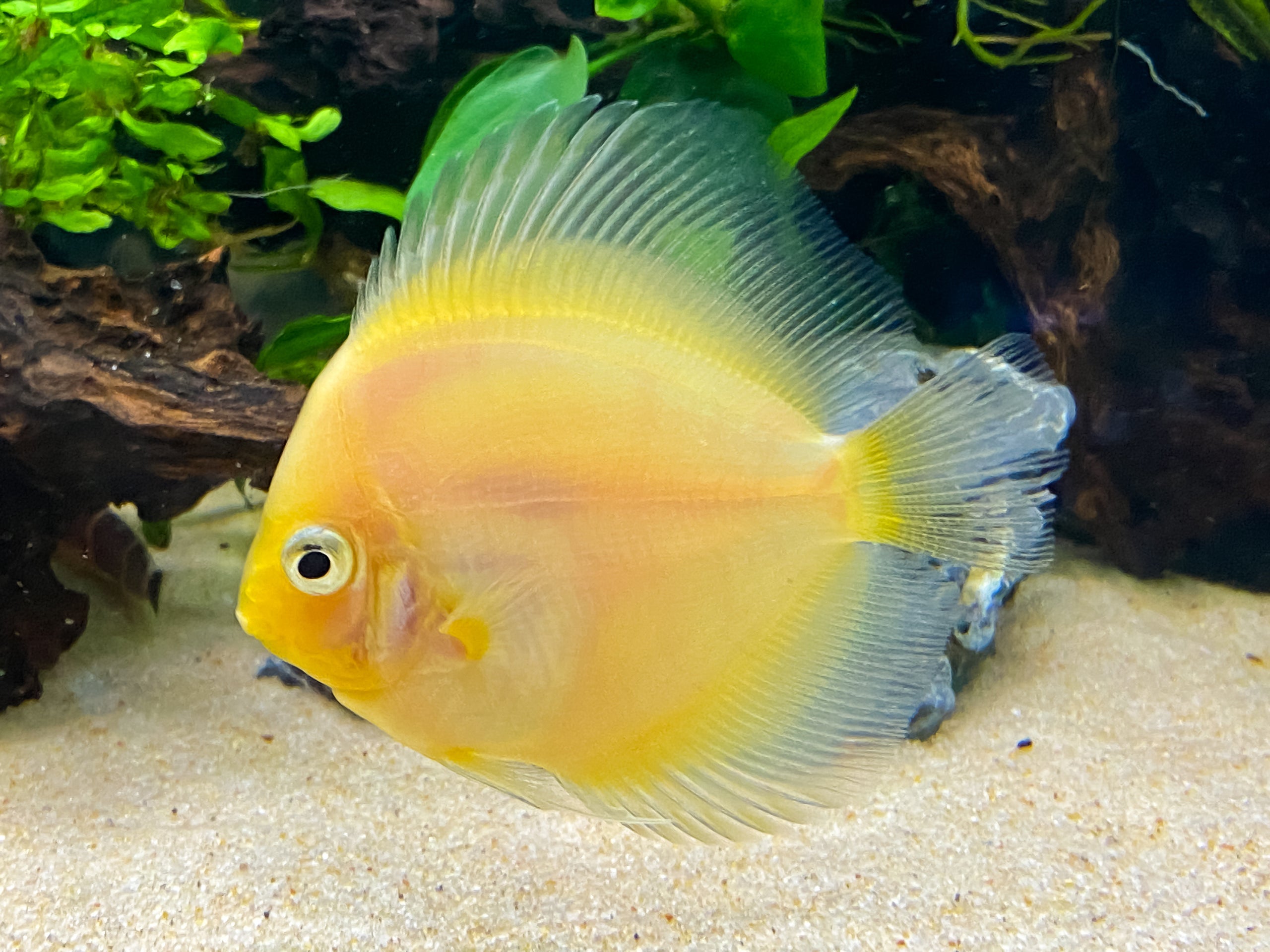 Yellow Melon Discus | Fancy Fishes
