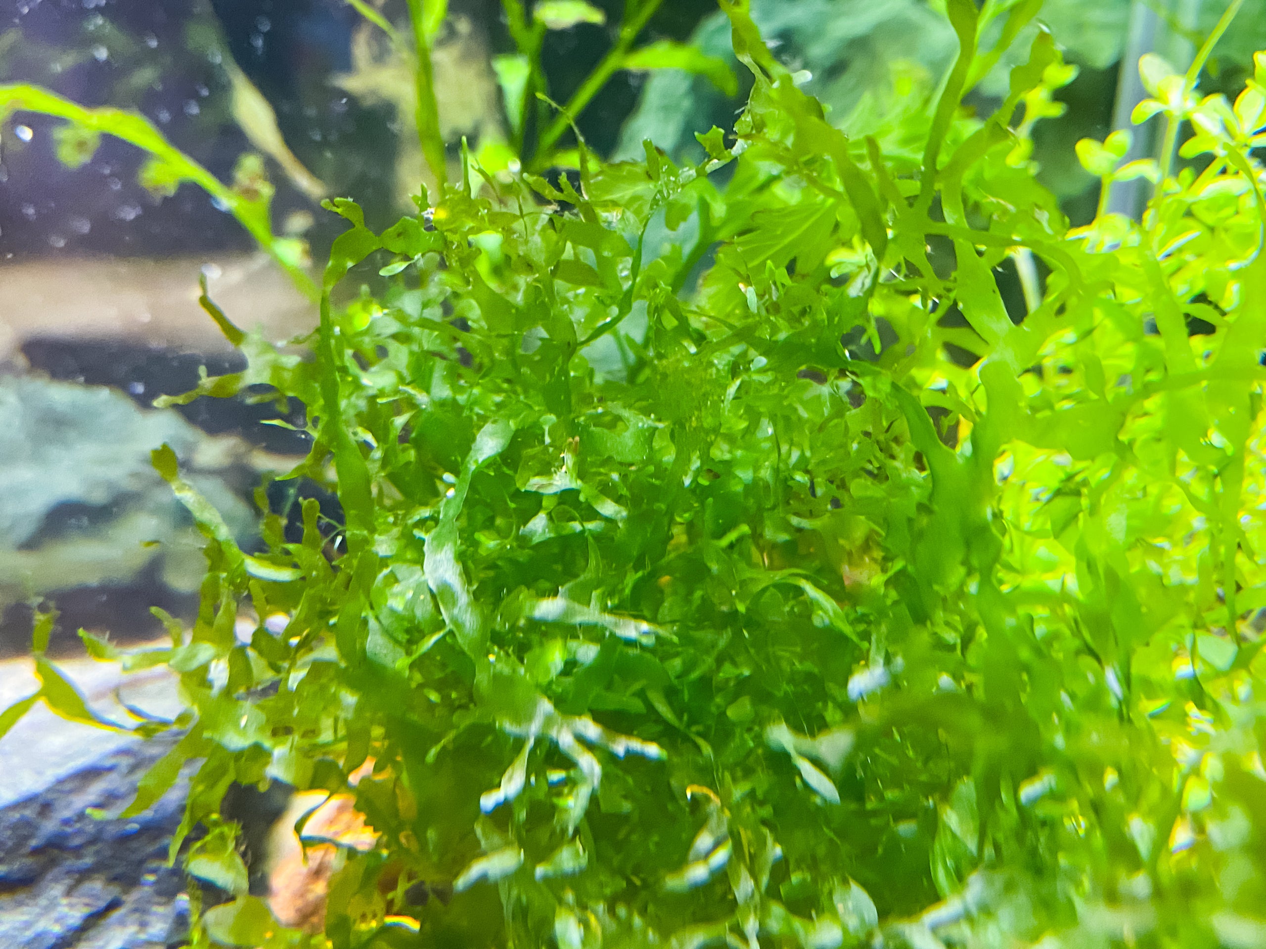 Subwassertang | Fancy Fishes