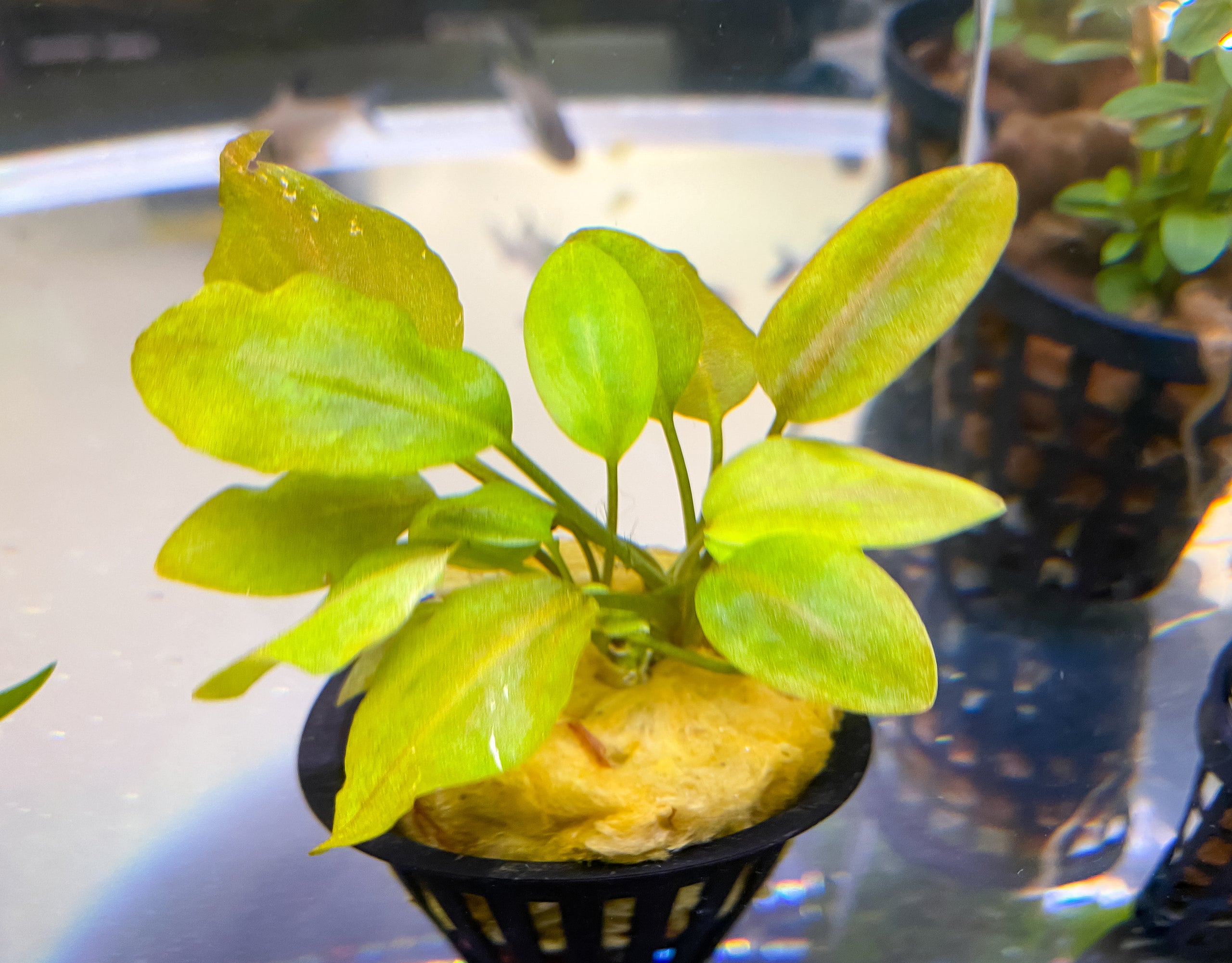 Lagenandra Bleeding Heart "Rare" | Fancy Fishes