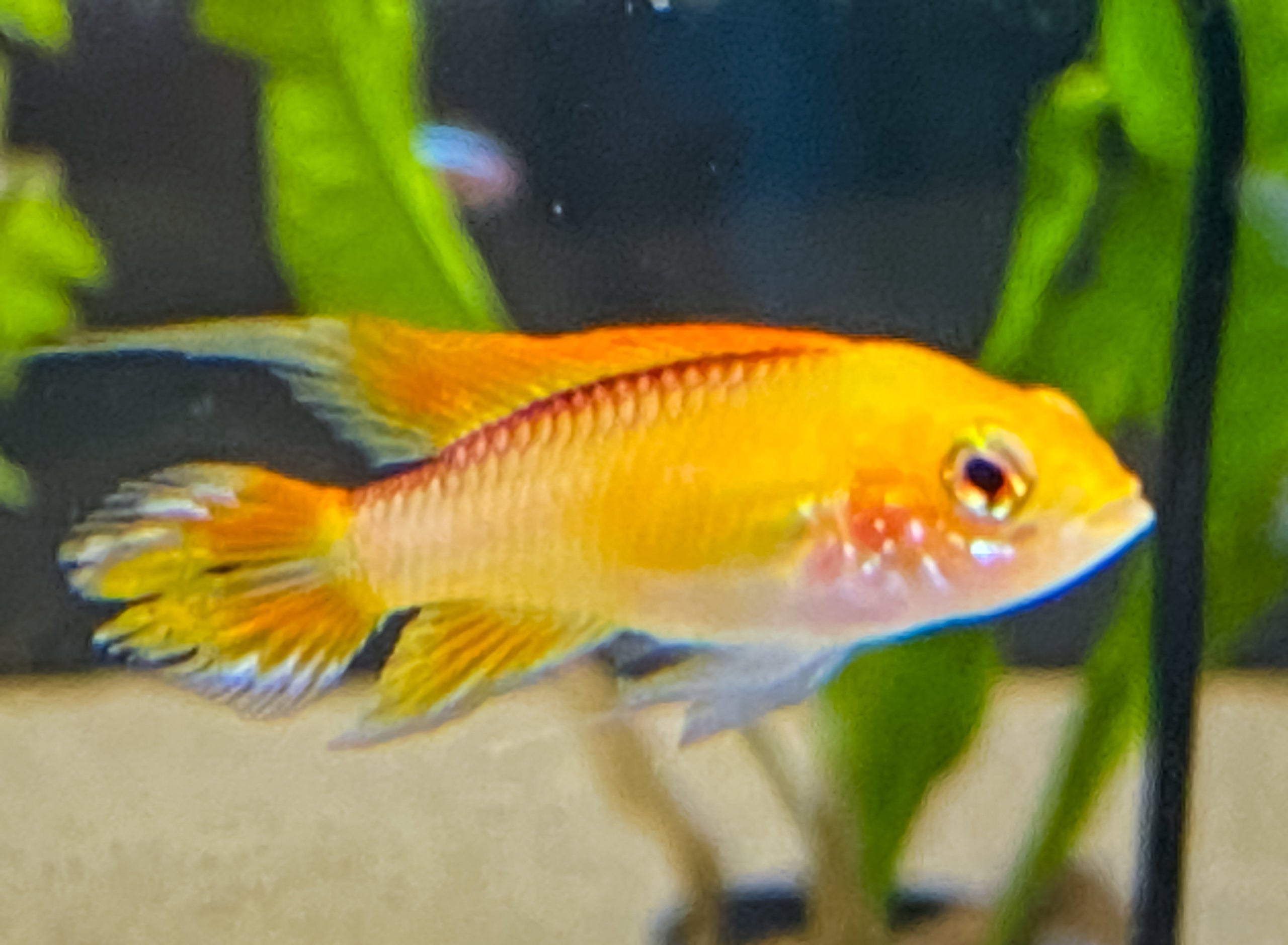 Apistogramma Agassizii Fire Red | Fancy Fishes