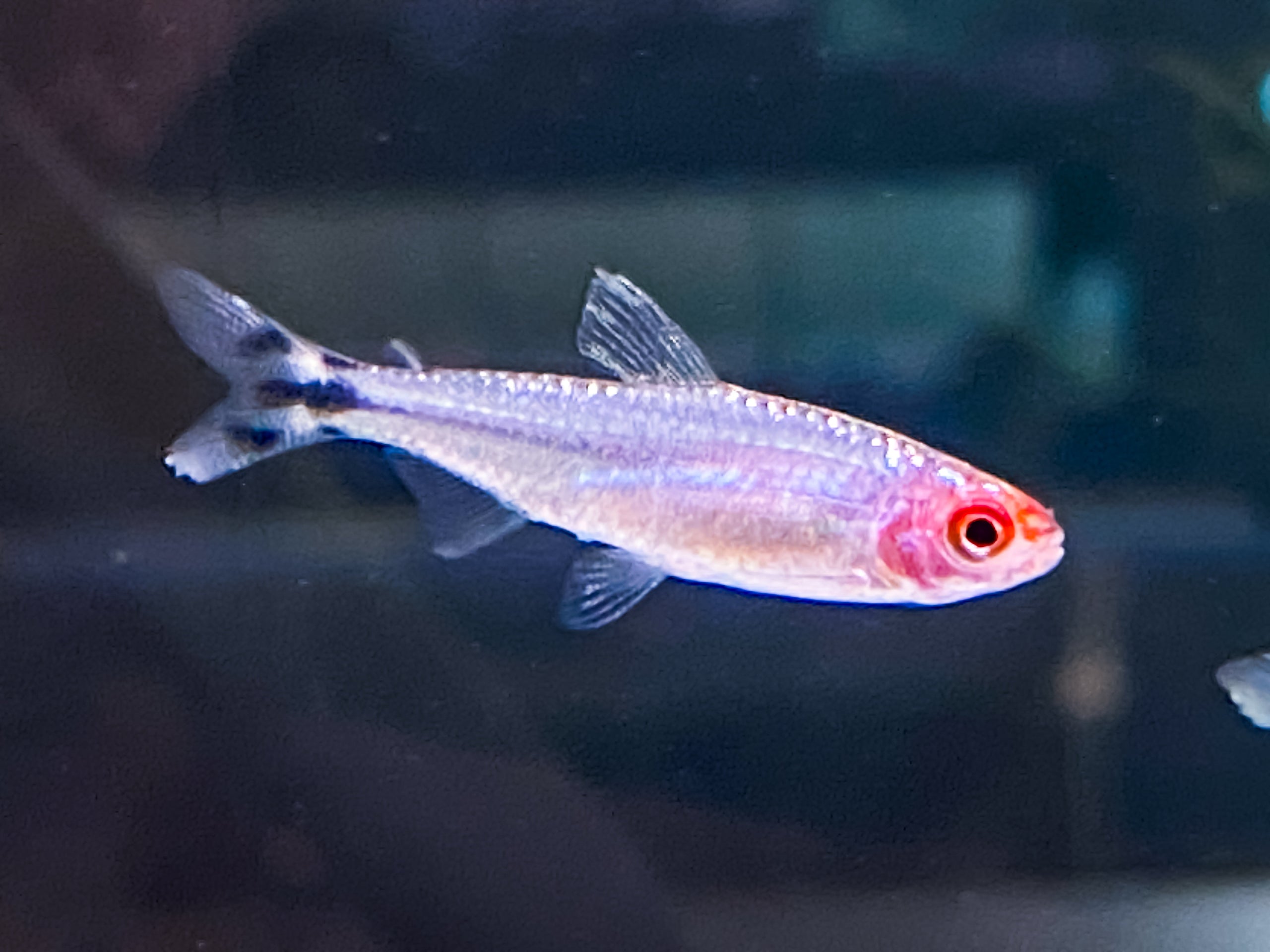 Diamond Rummy Nose Tetra | Fancy Fishes