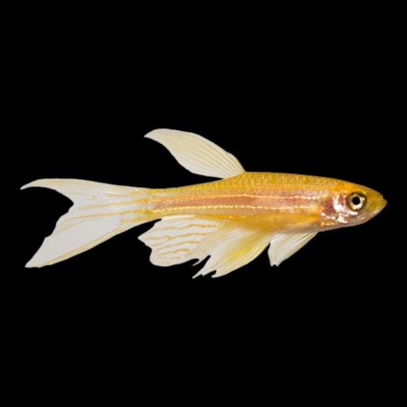 Zebra Danio Gold Longfin | Fancy Fishes
