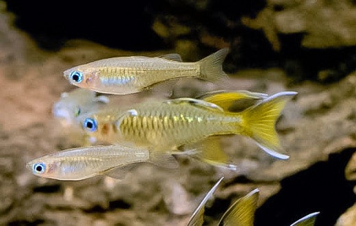 Pacific Blue Eyes | Fancy Fishes