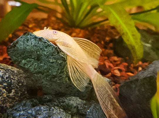 Albino Longfin Bristlenose Pleco | Fancy Fishes