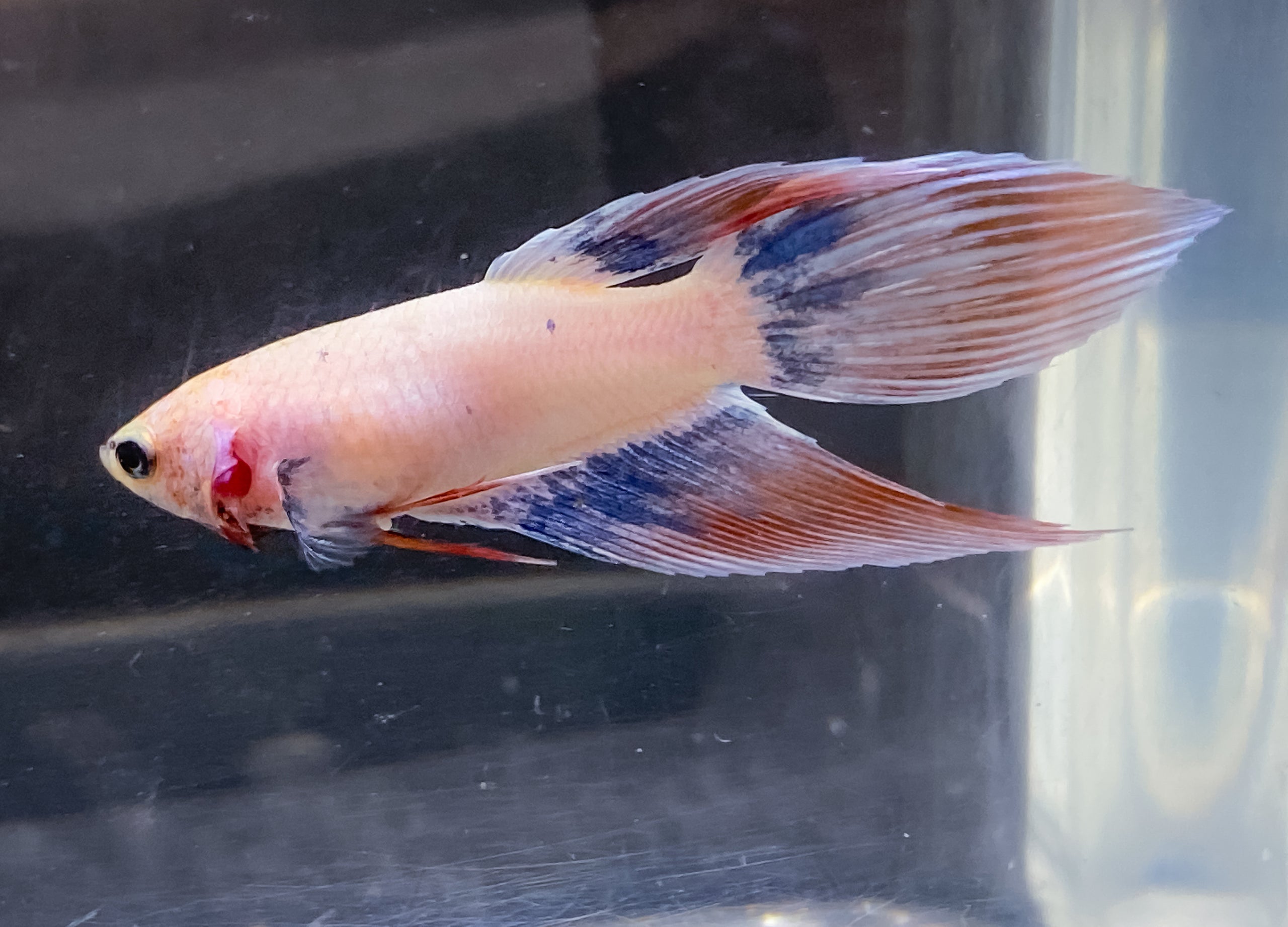 Pastel Longfin Female Betta | Fancy Fishes