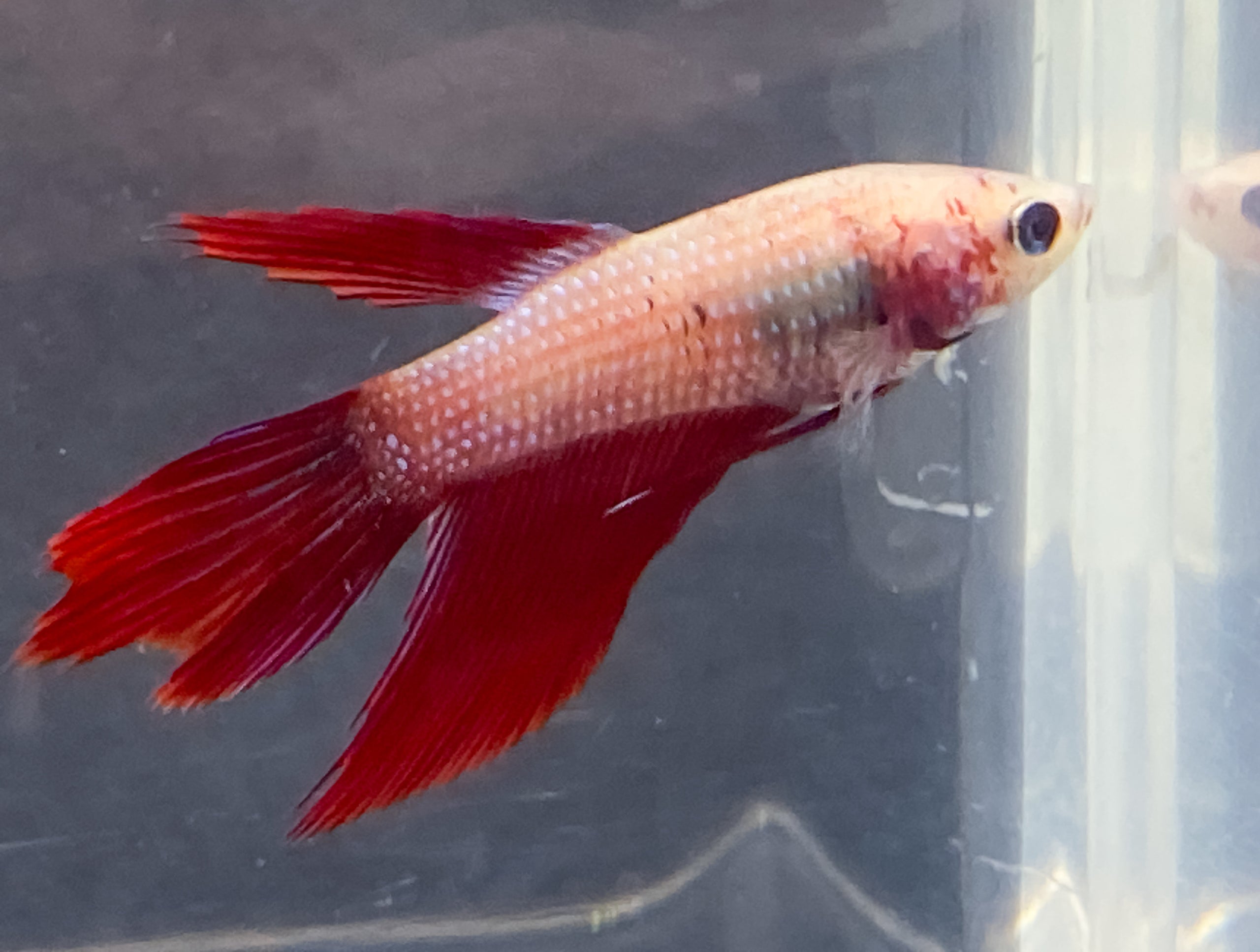 Red Longfin Female Betta | Fancy Fishes