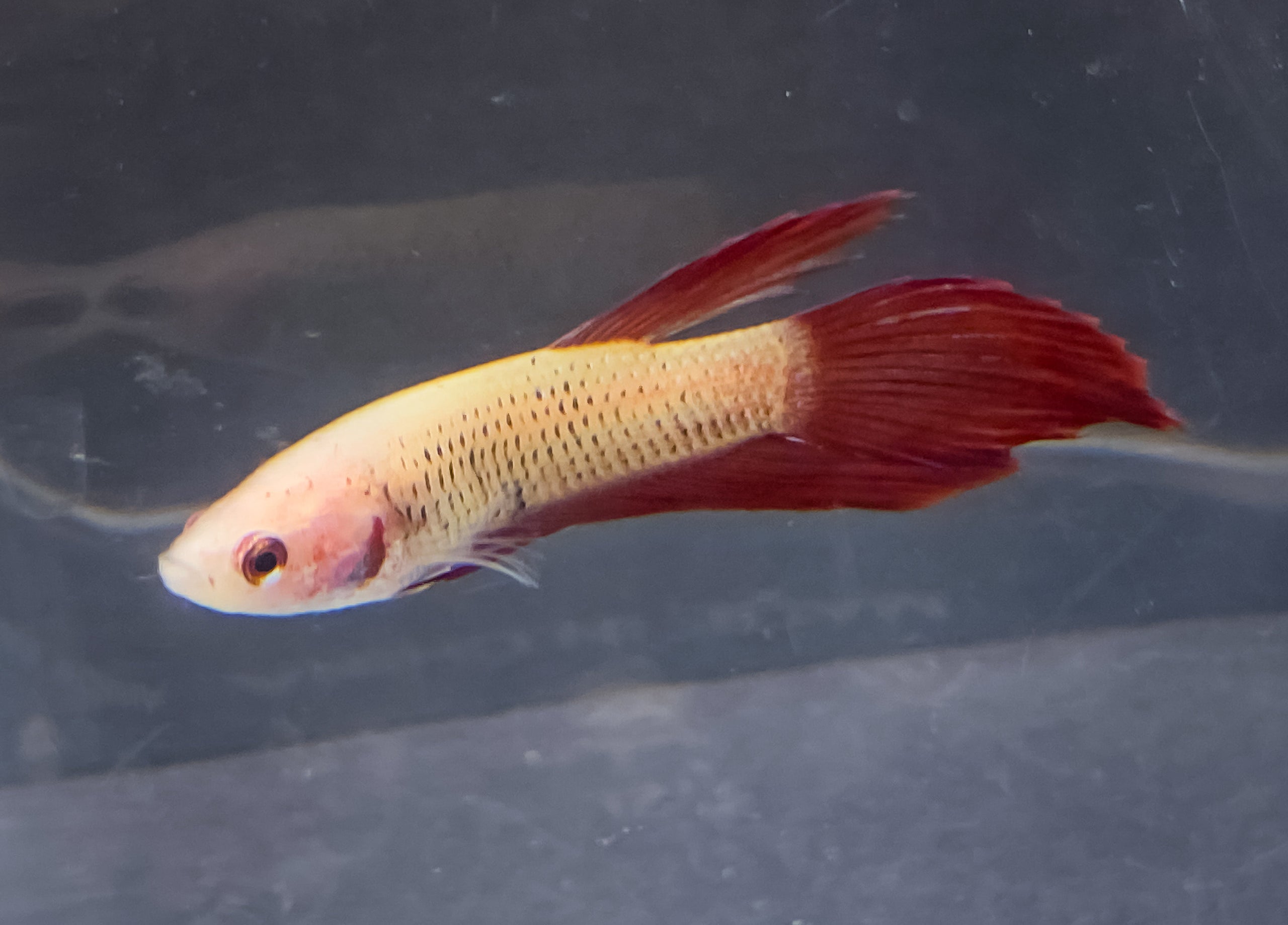 Red Longfin Female Betta | Fancy Fishes