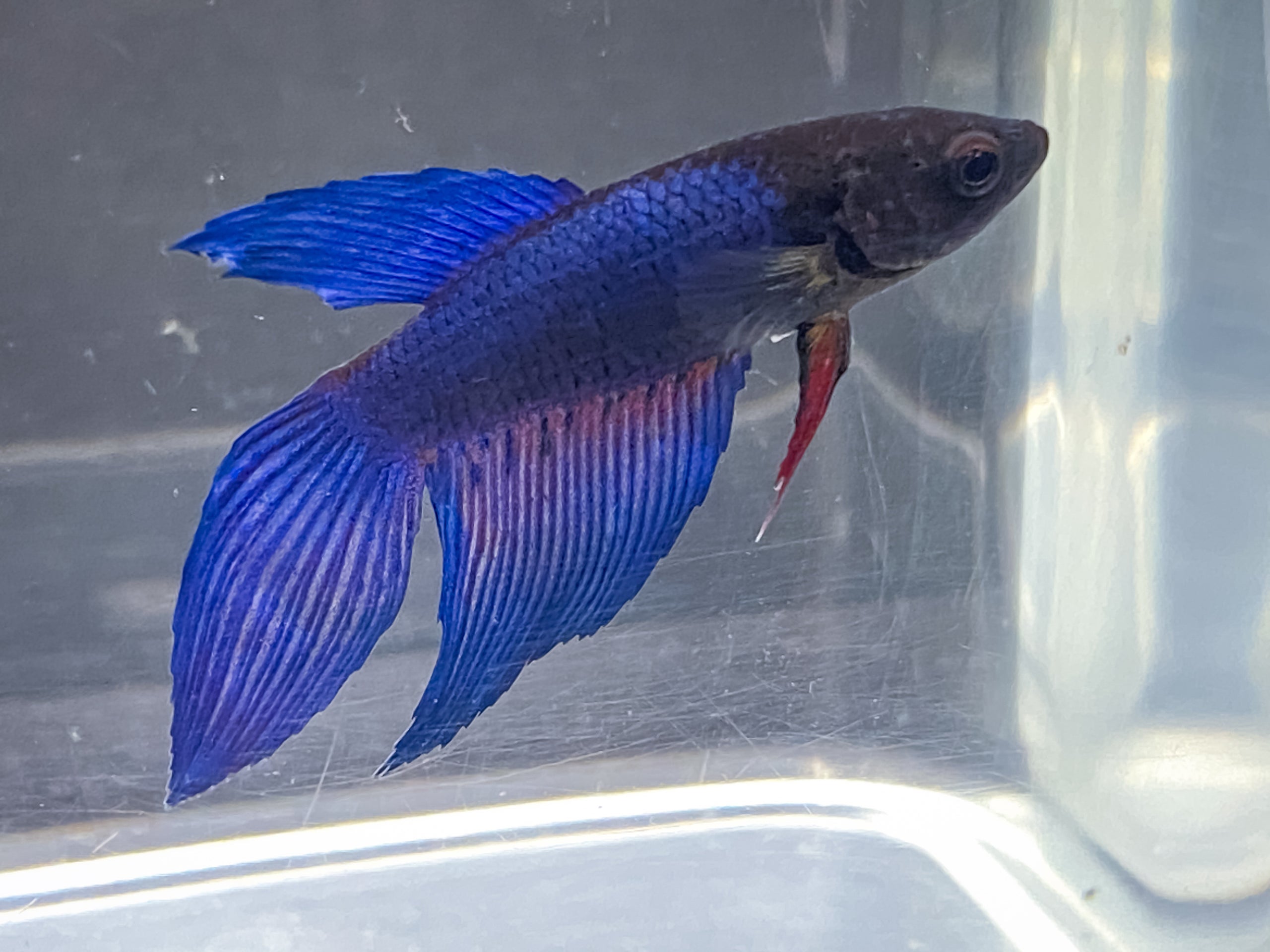 Royal Blue Longfin Female Betta | Fancy Fishes