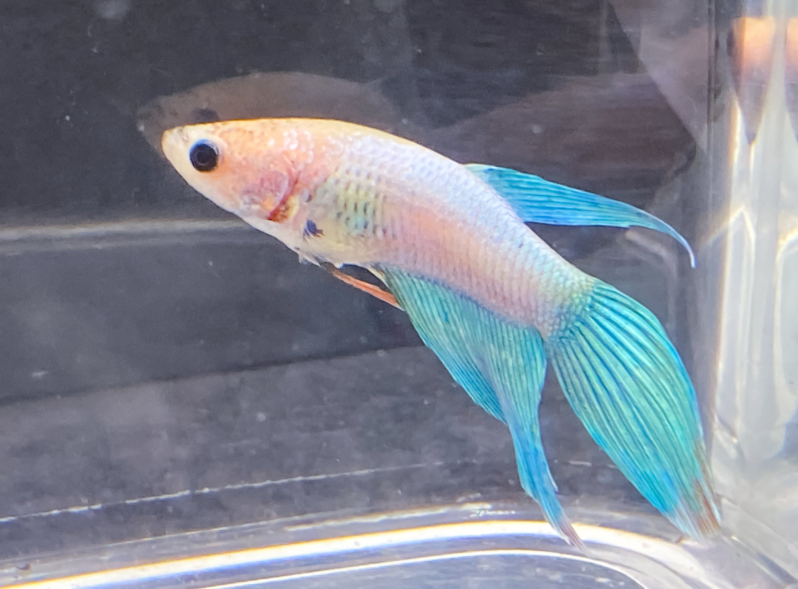 Blue Pastel Longfin Female Betta | Fancy Fishes