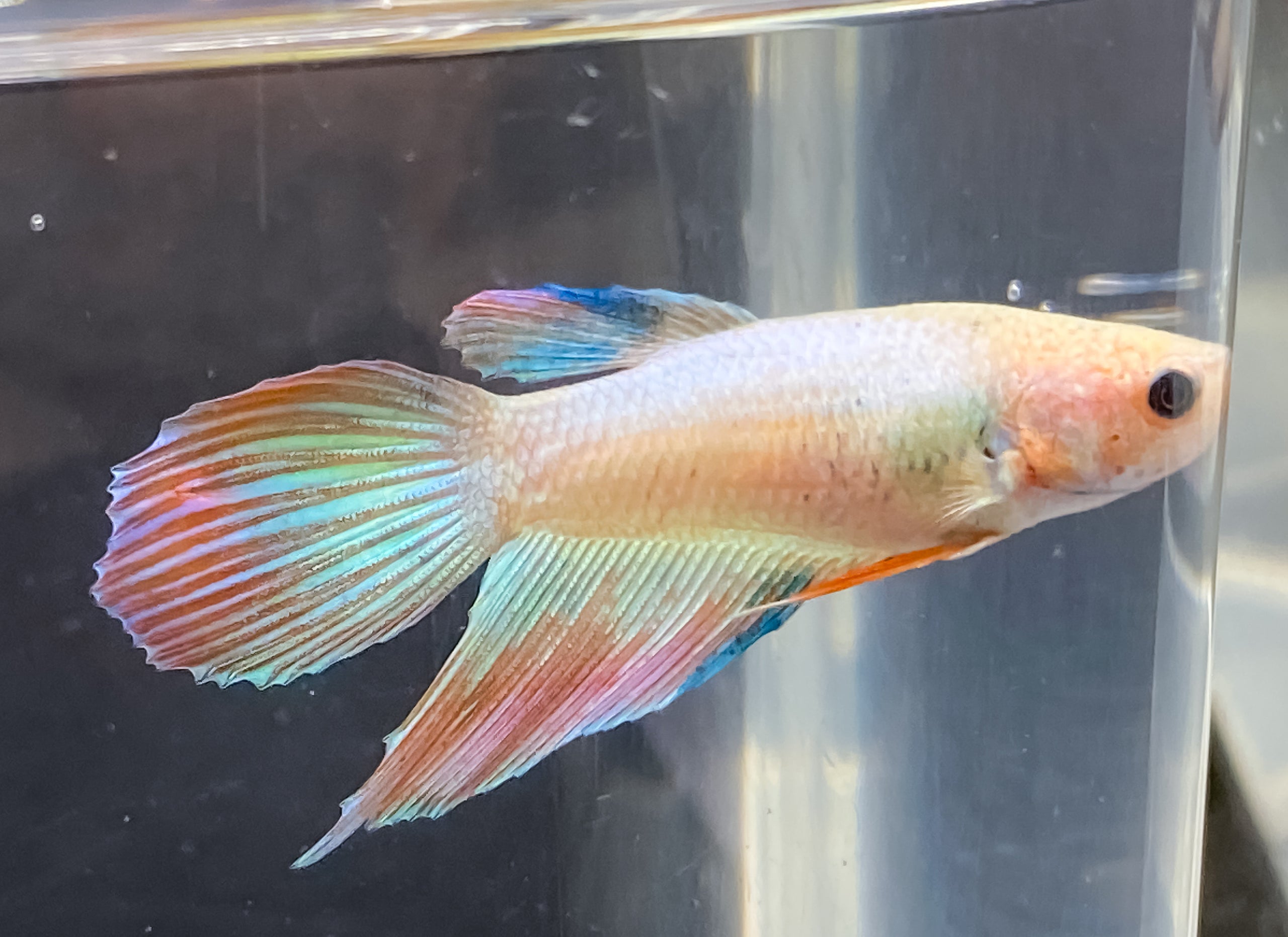Pastel Longfin Female Betta | Fancy Fishes